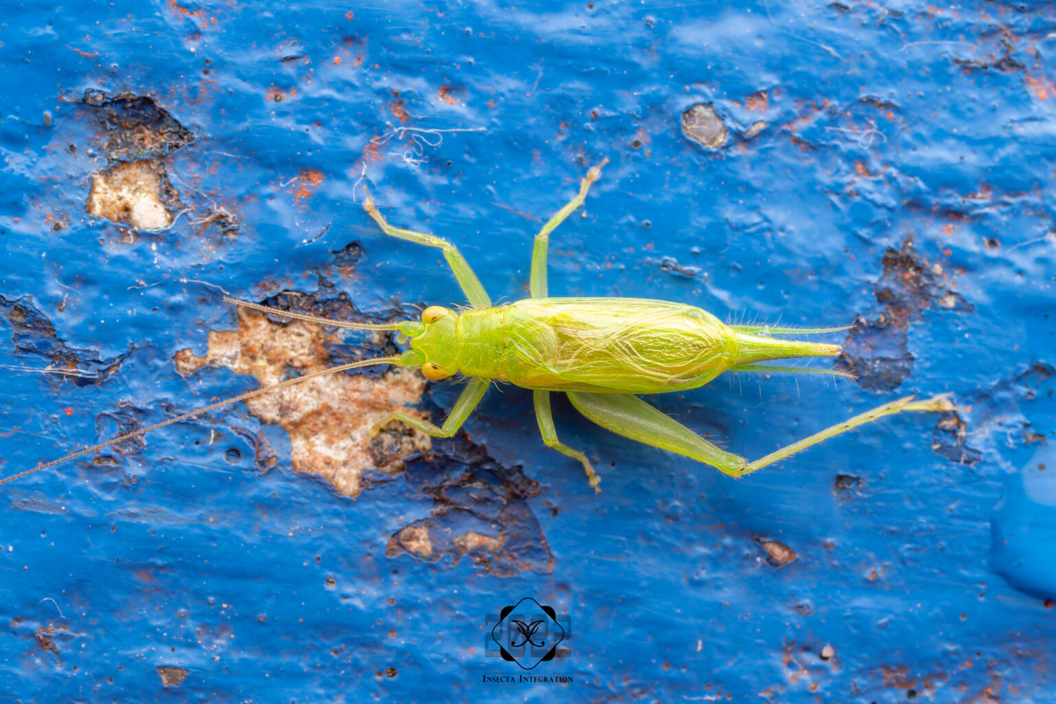 IISDW Species (标本库种类) – IISDW