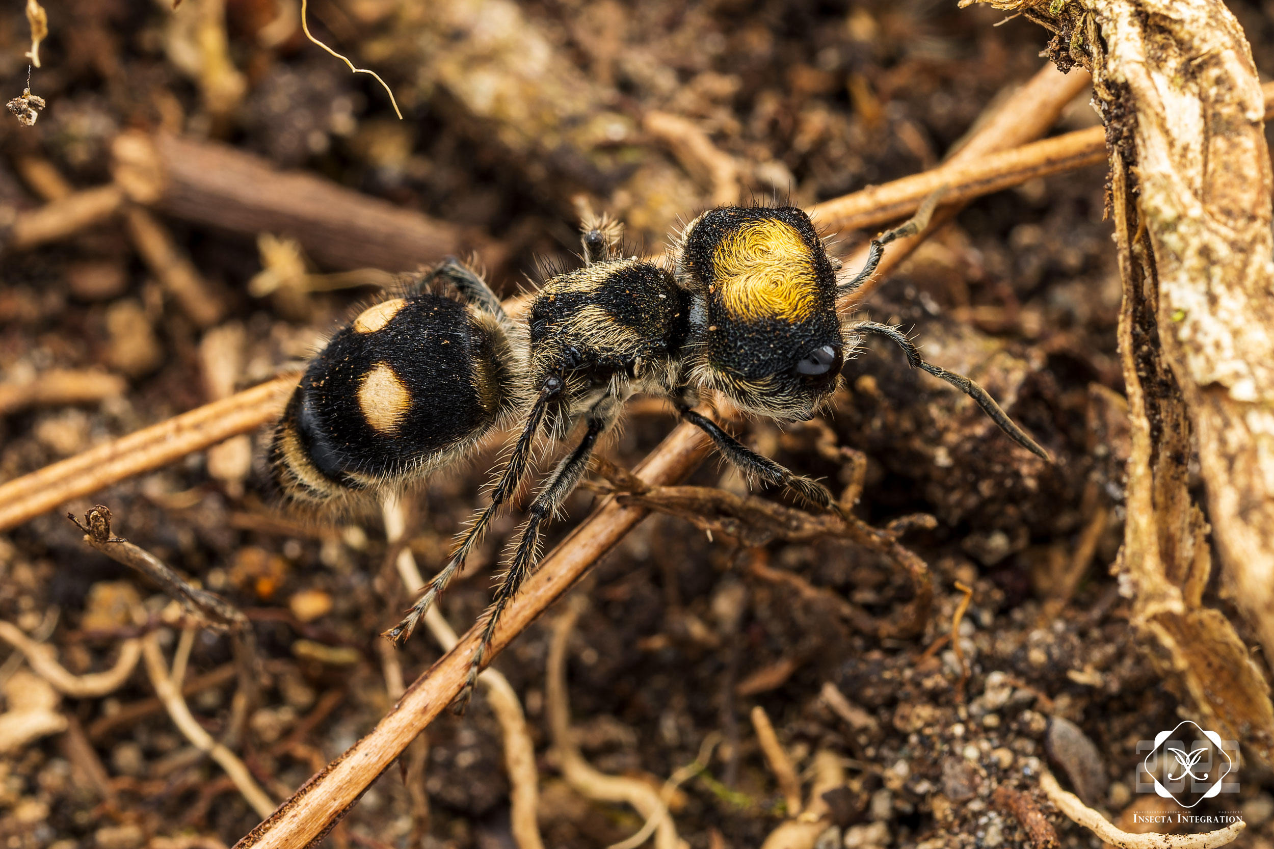 旋头蚁蜂属 Hoplognathoca – IISDW