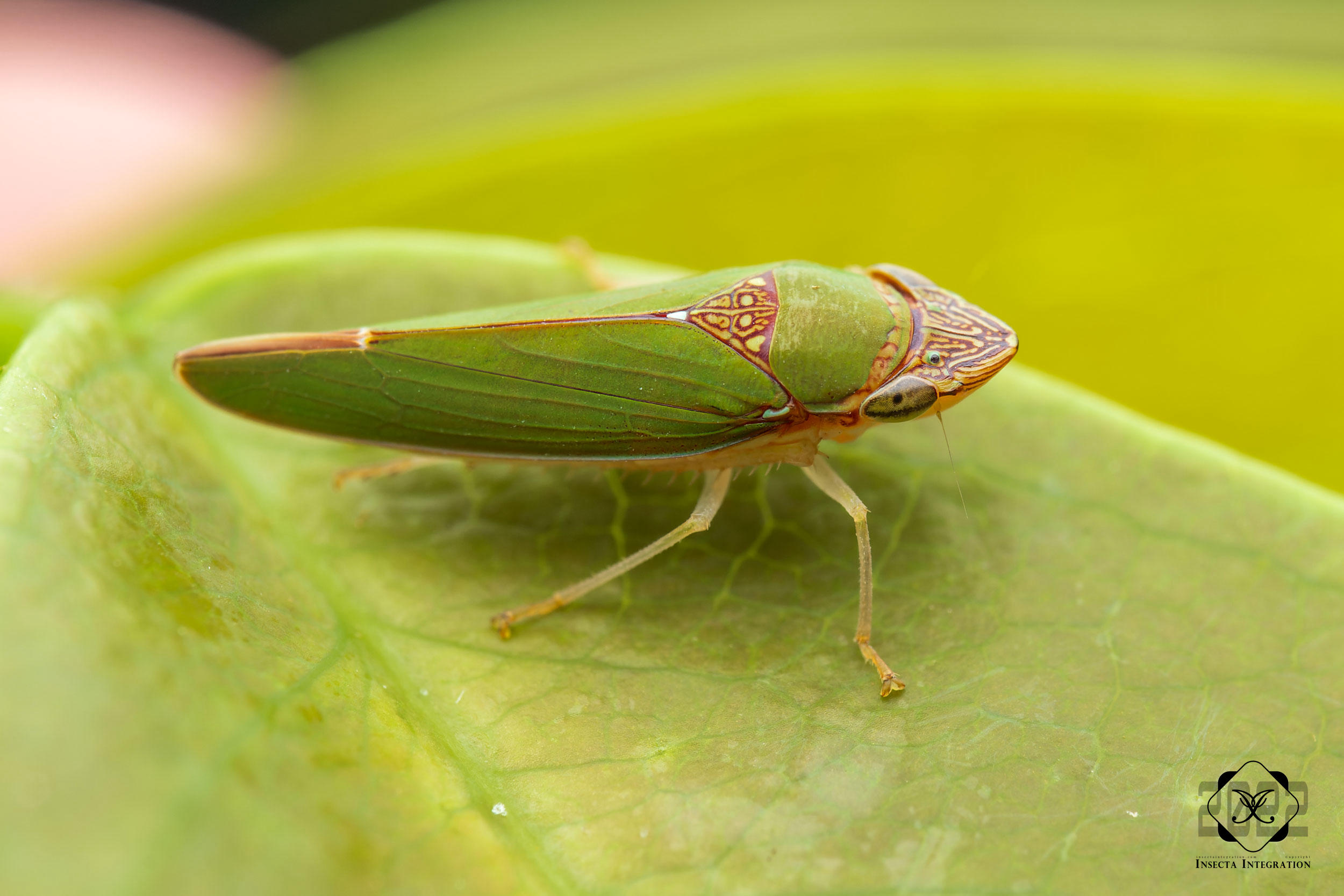 斑盾叶蝉属 Mareja – IISDW