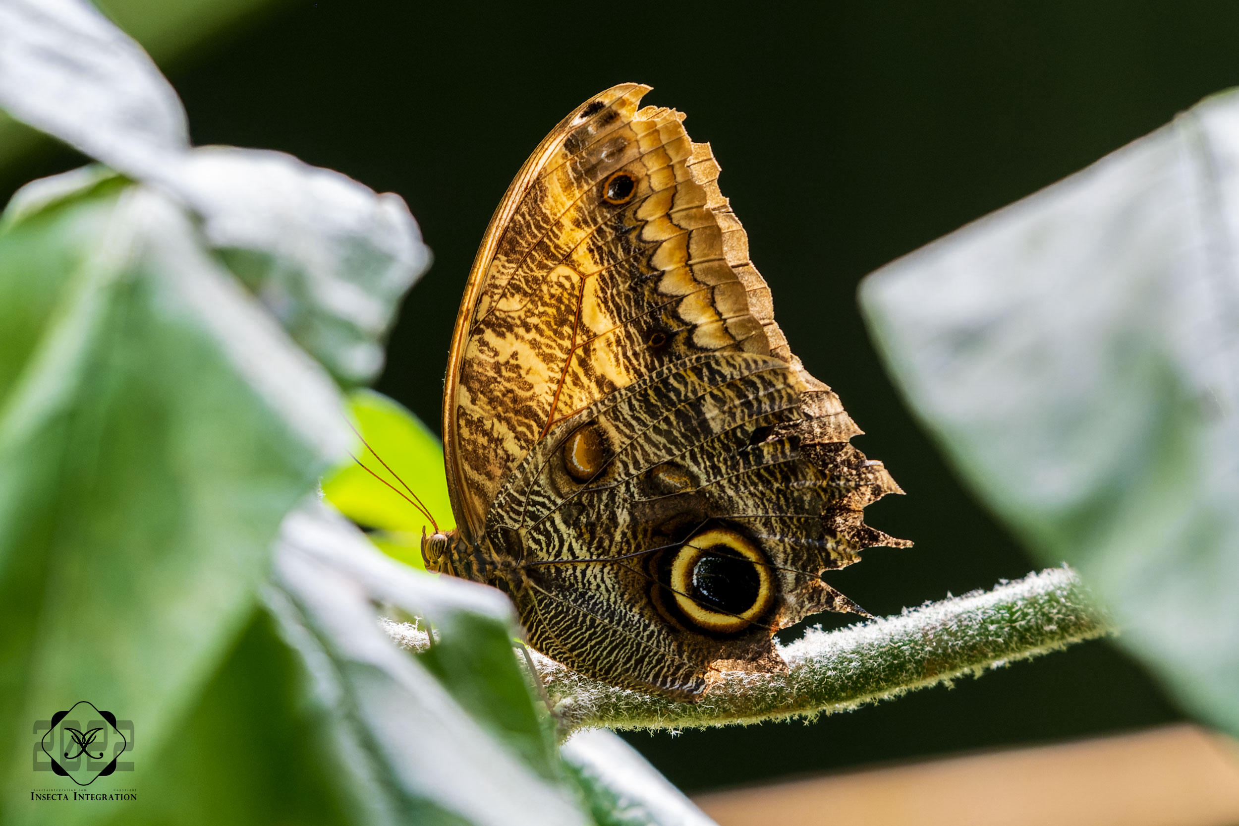 巴西猫头鹰环蝶 Caligo brasiliensis – IISDW