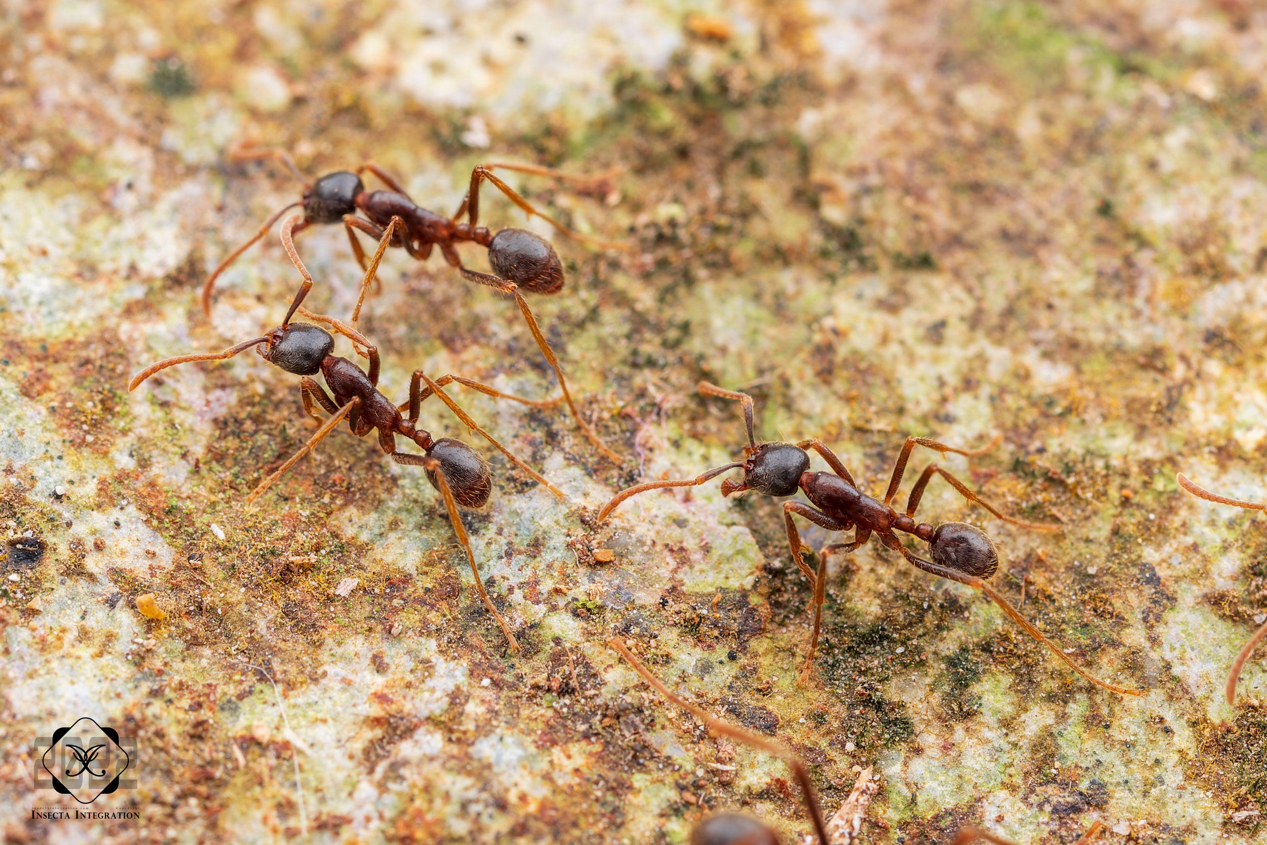 掠夺钳蚁 Labidus praedator – IISDW