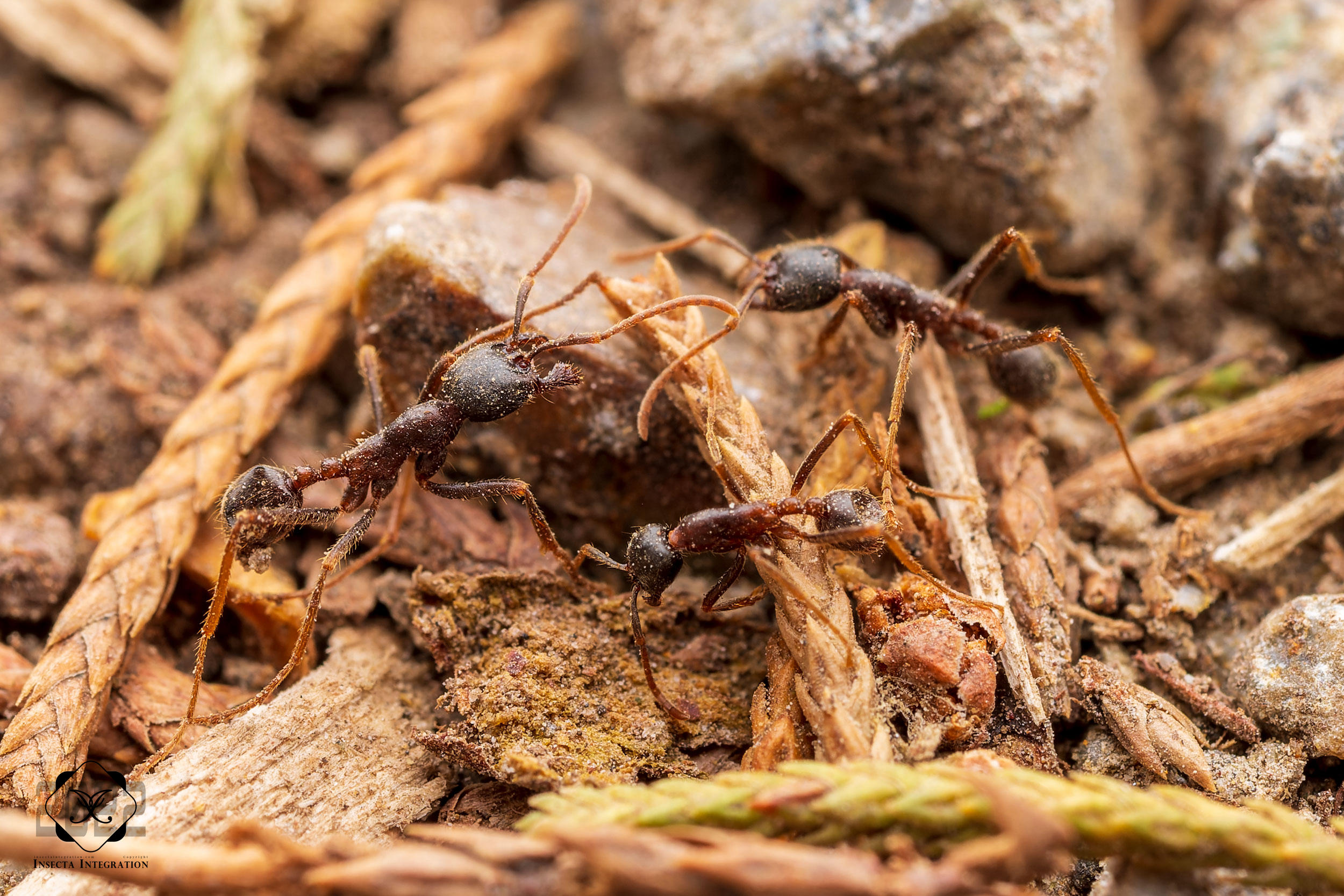 掠夺钳蚁 Labidus praedator – IISDW