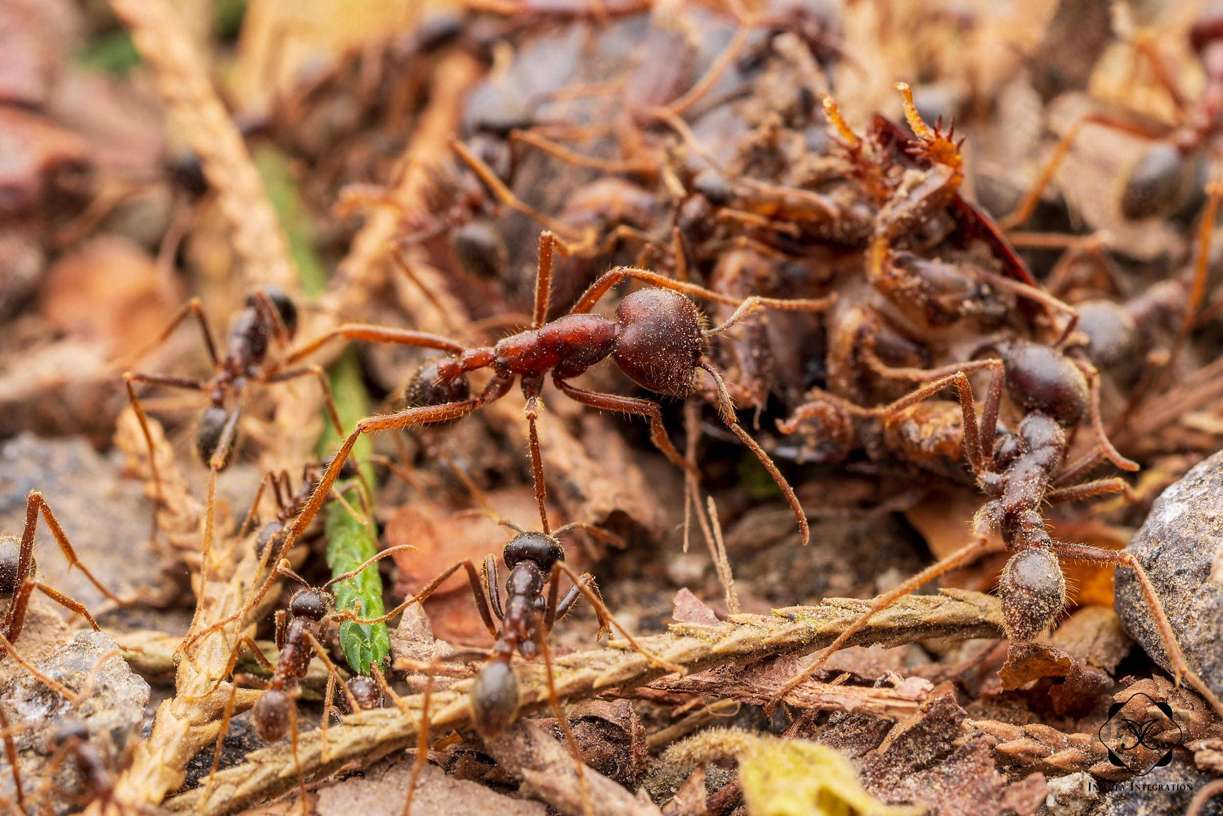 掠夺钳蚁 Labidus praedator – IISDW