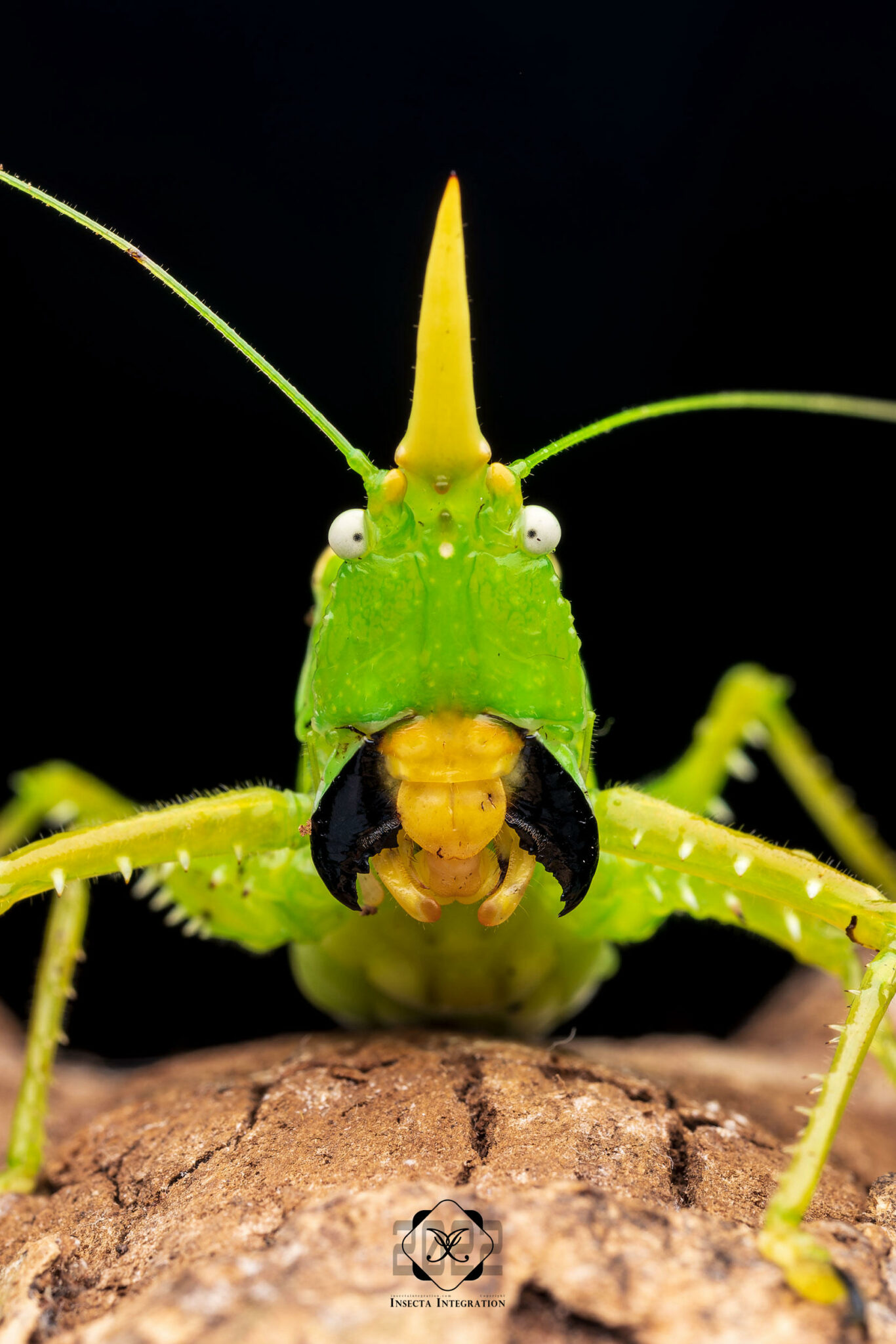 IISDW – Insecta Integration Specimen Database Website