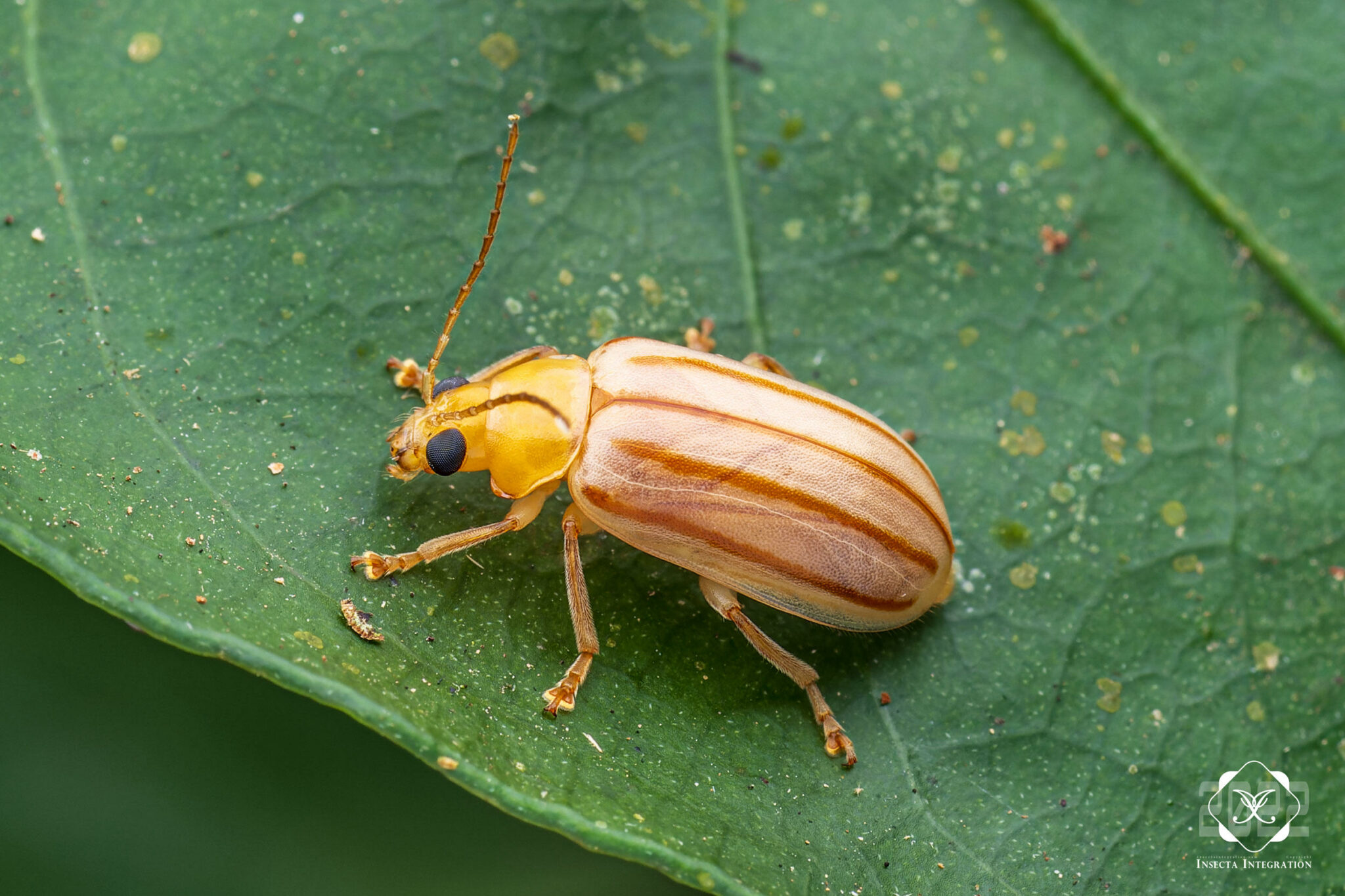 叶甲科 Chrysomelidae – IISDW