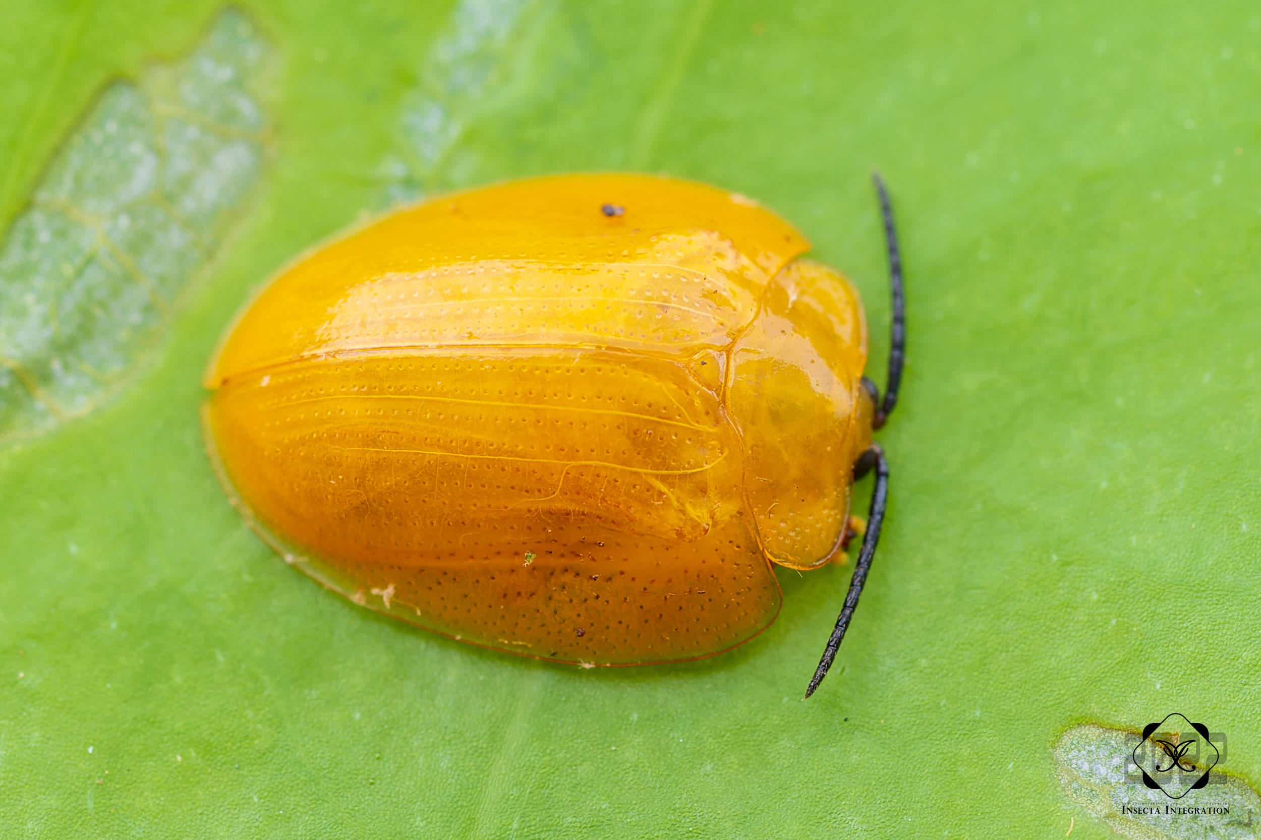 柠檬黄釉龟甲 Calyptocephala attenuata – IISDW