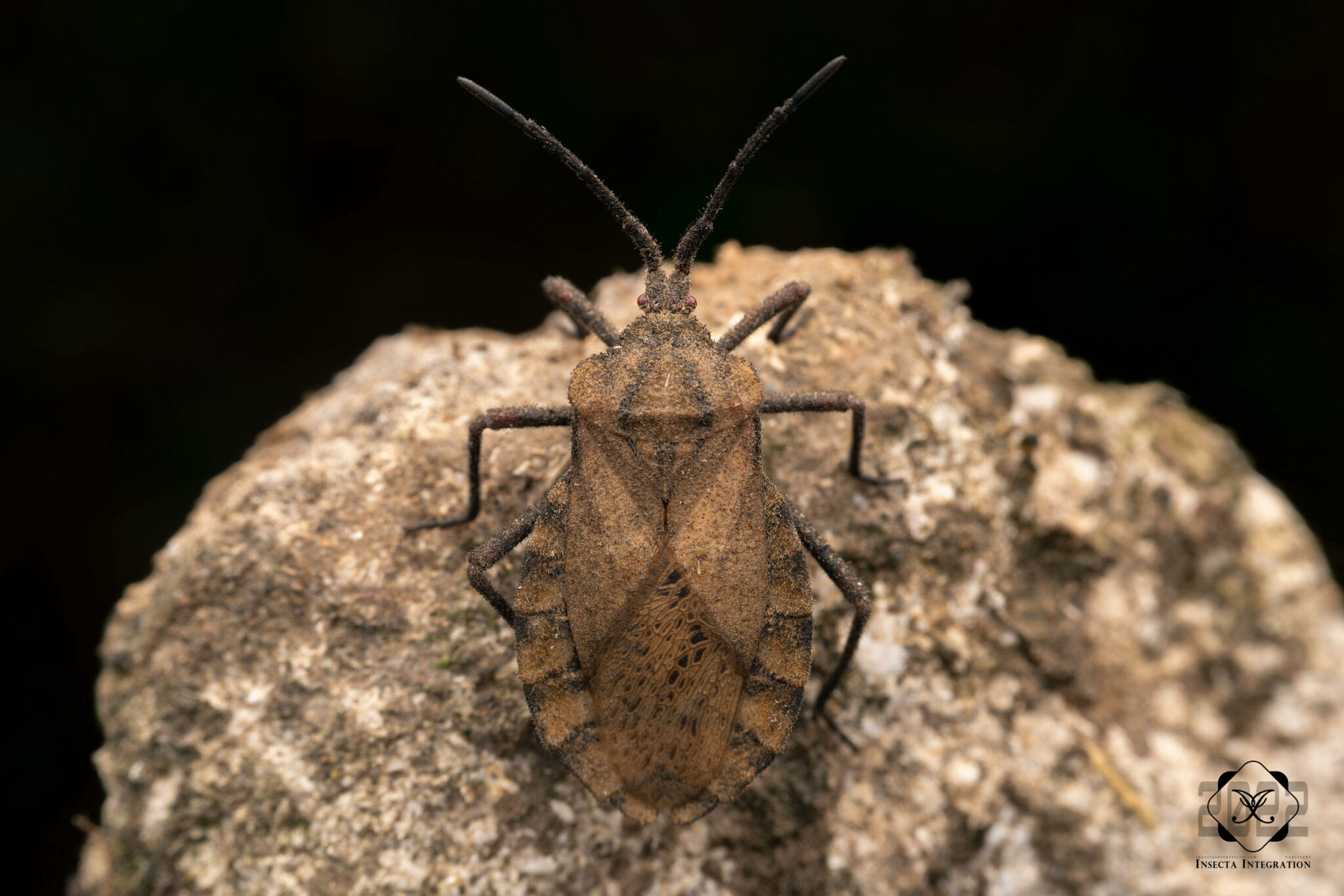 缺刺缘蝽属 Spartocera – IISDW