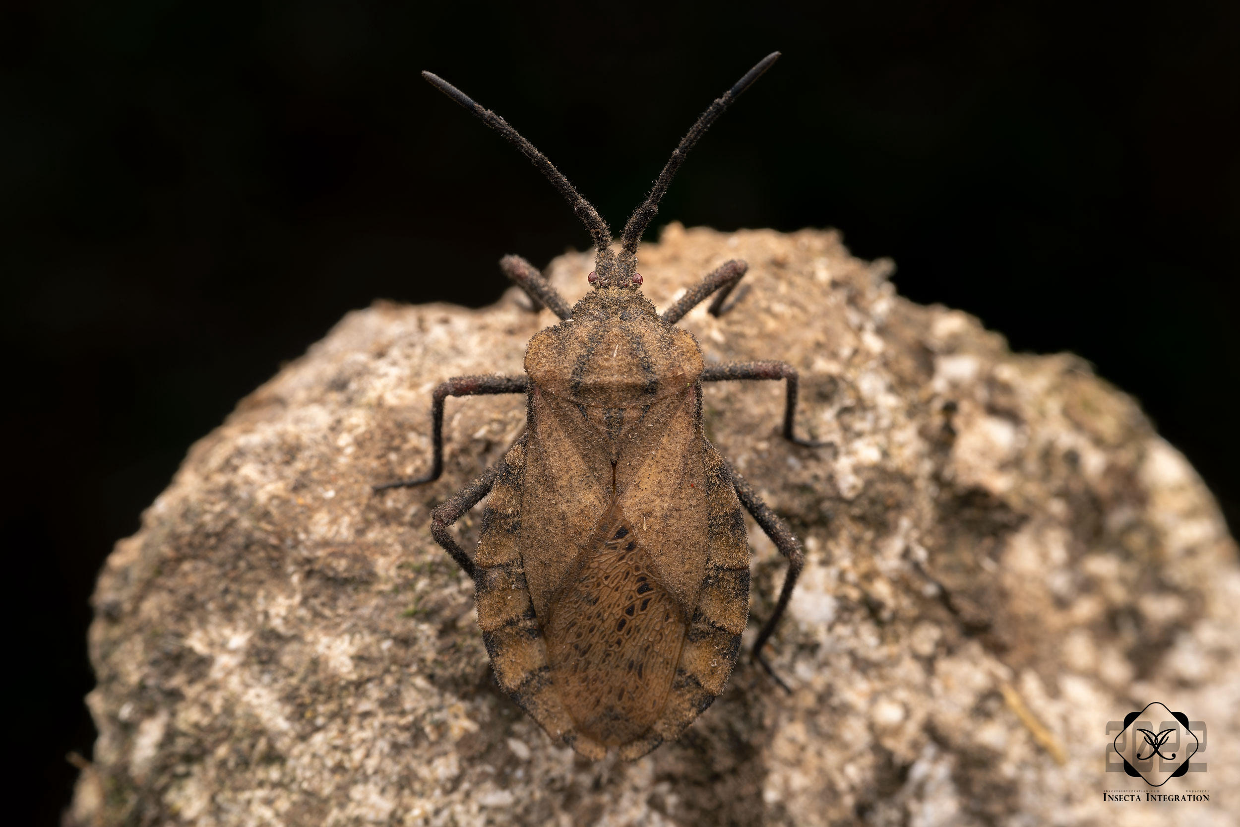 棕黄缺刺缘蝽 Spartocera fusca – IISDW