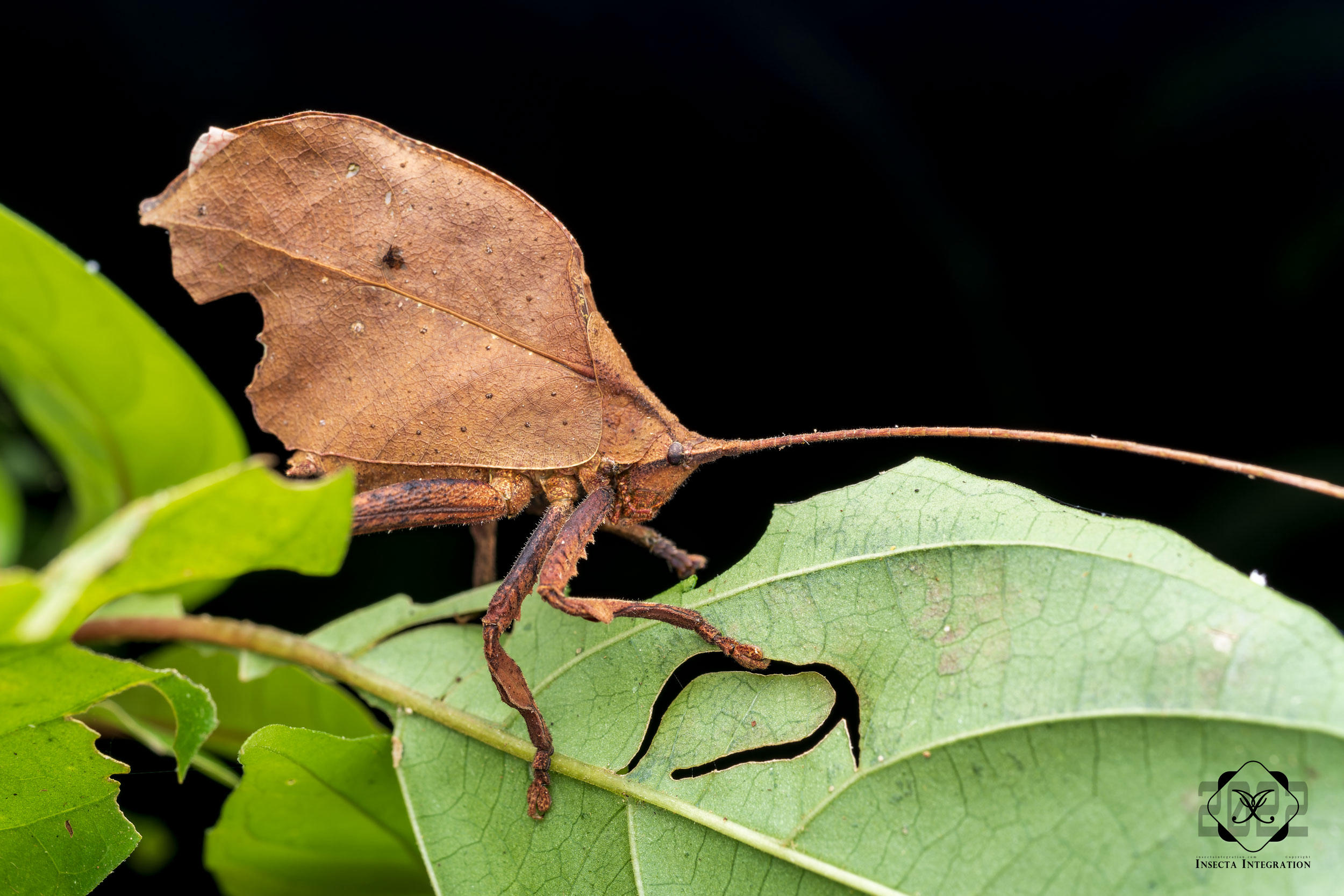 螽斯科 Tettigoniidae – IISDW