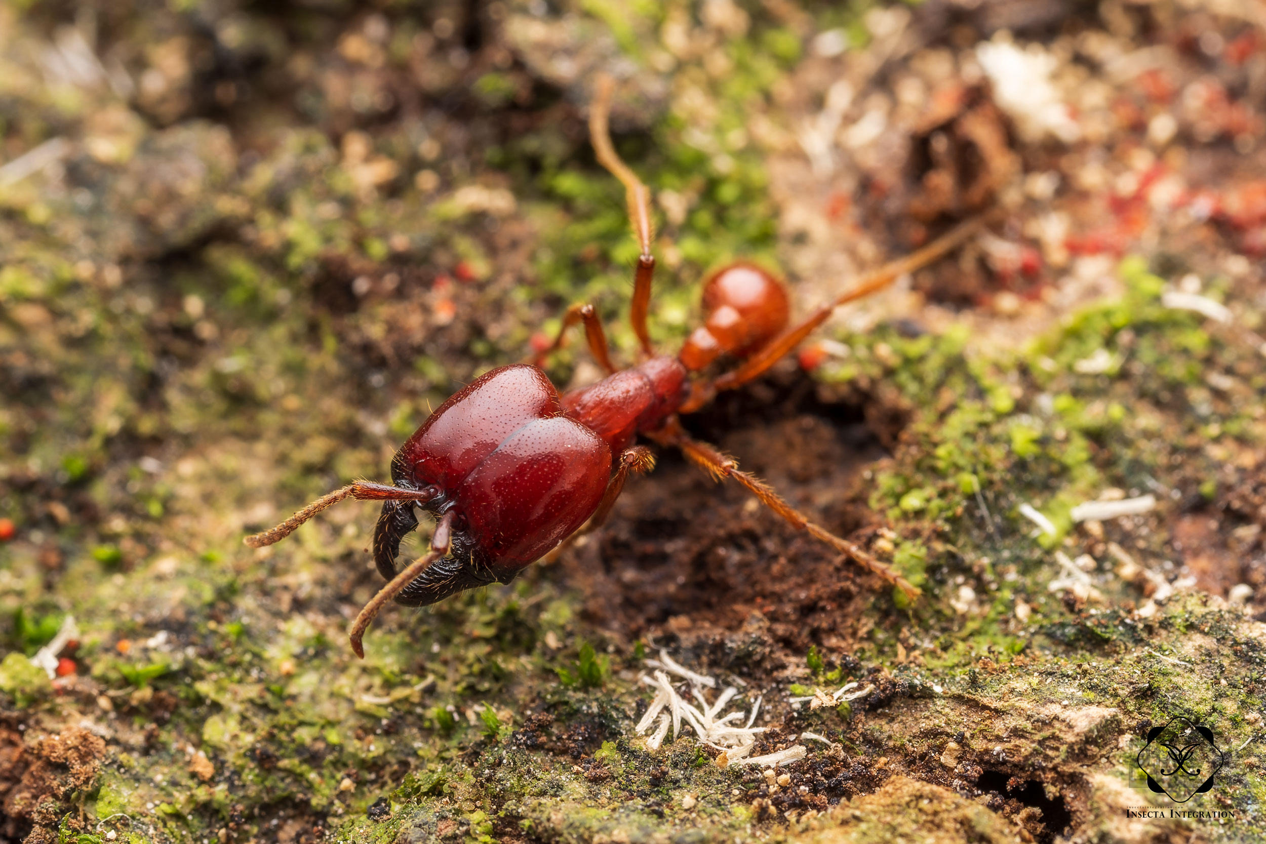 盲钳蚁 Labidus coecus – IISDW