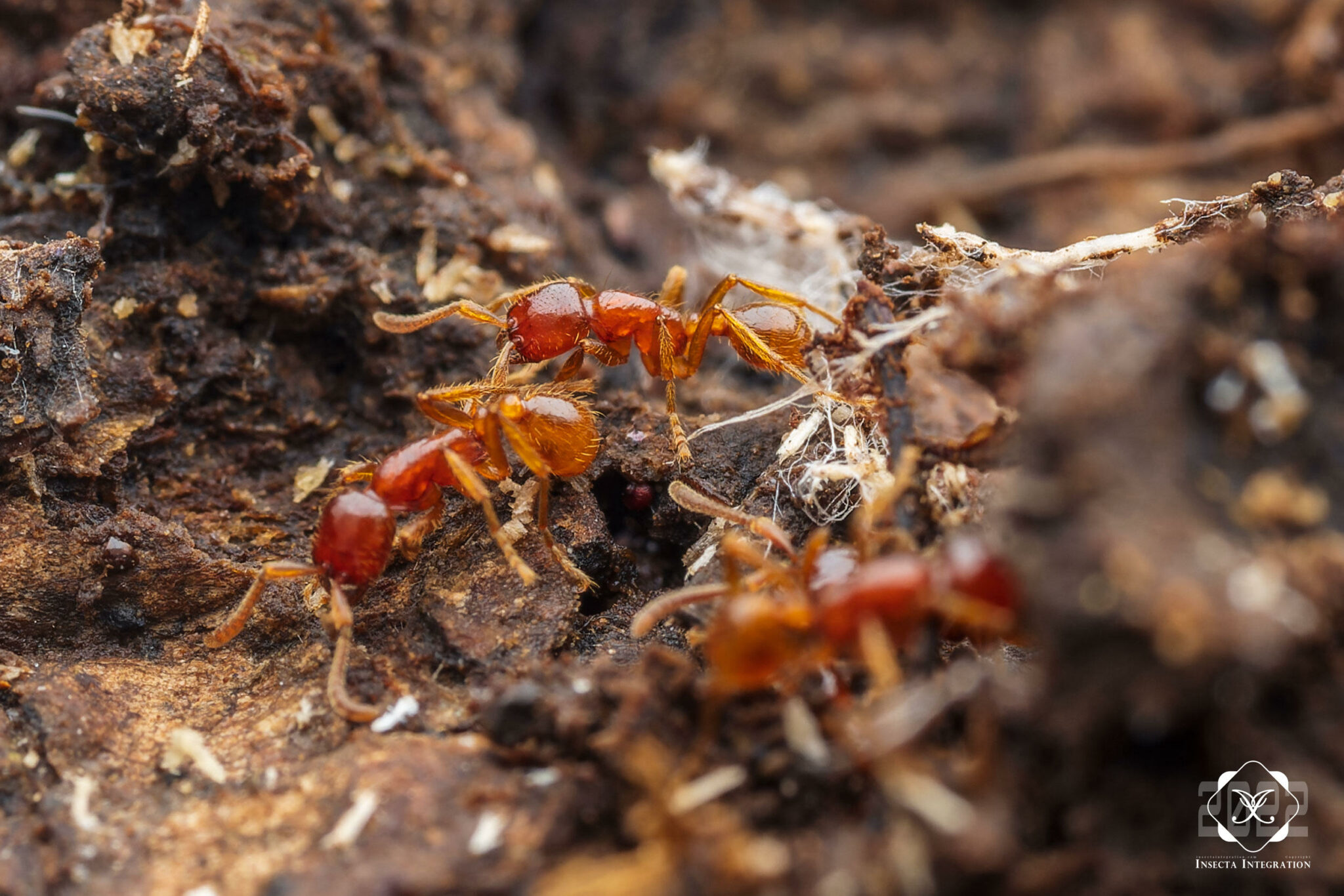 【逆转蒙特韦尔德·三】热带雨林 – IISDW