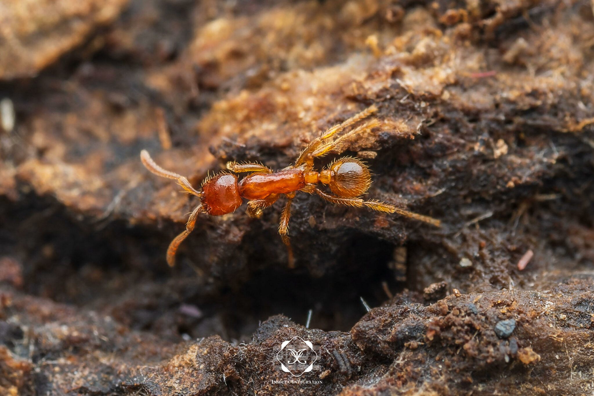 【逆转蒙特韦尔德·三】热带雨林 – IISDW