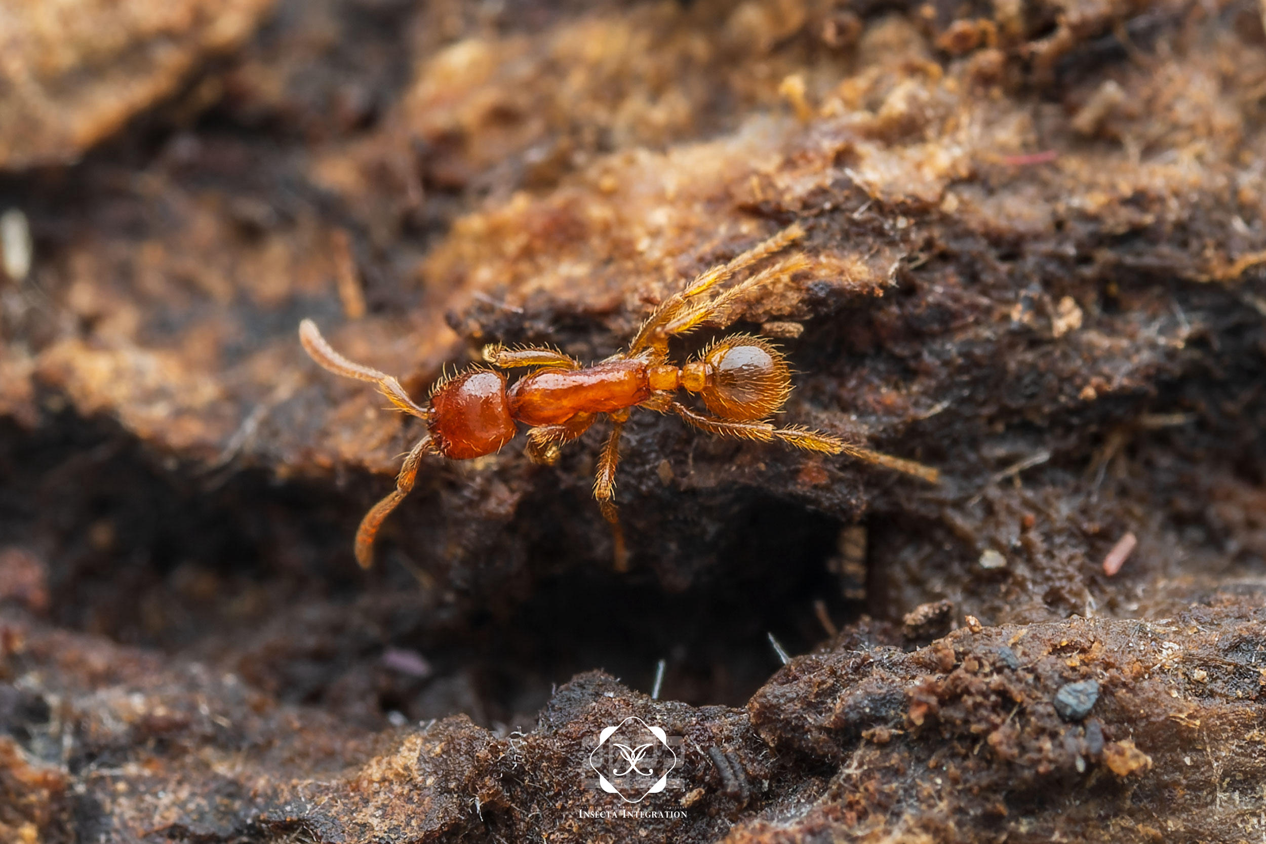 盲钳蚁 Labidus coecus – IISDW