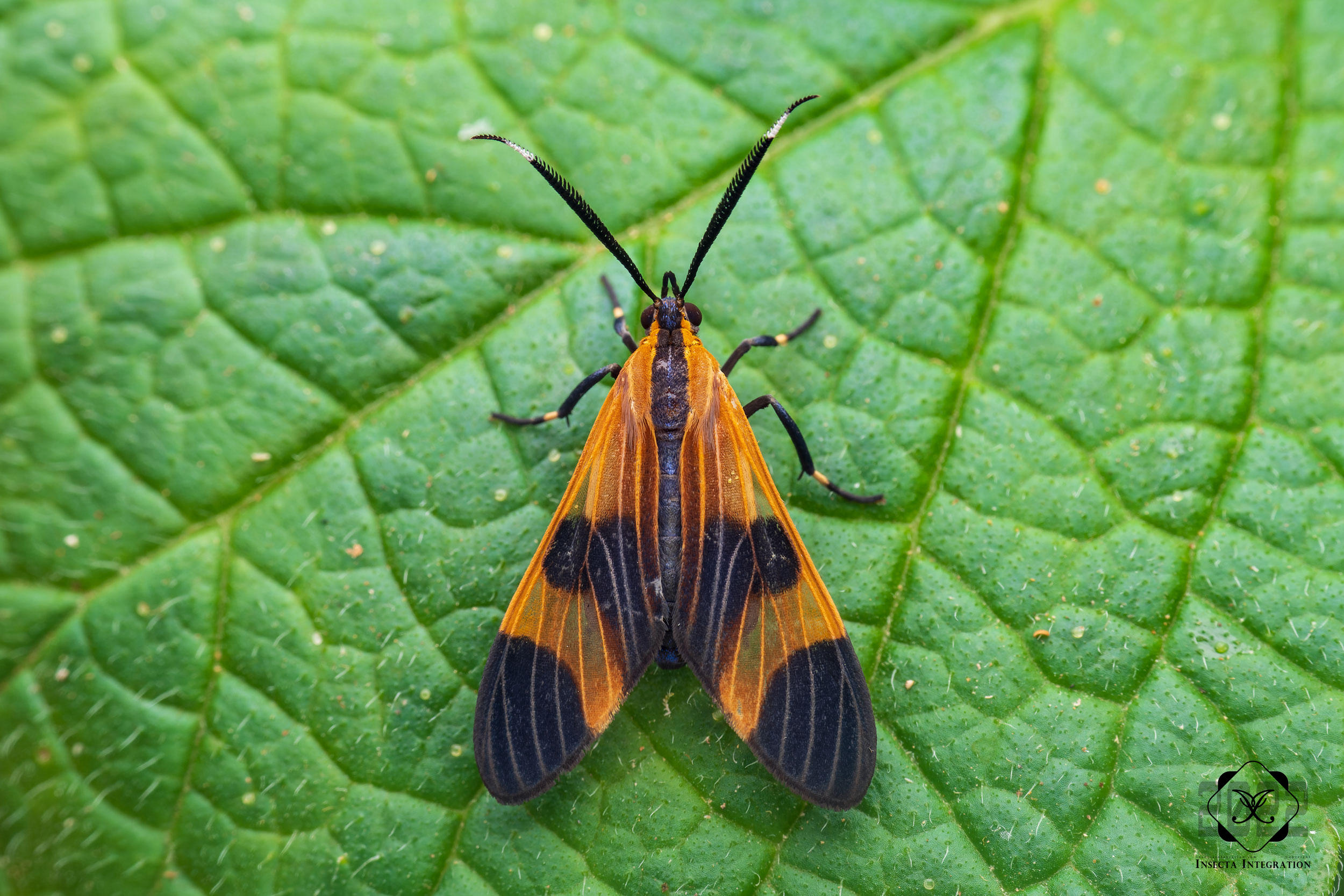 红萤灯蛾属 Dycladia – IISDW