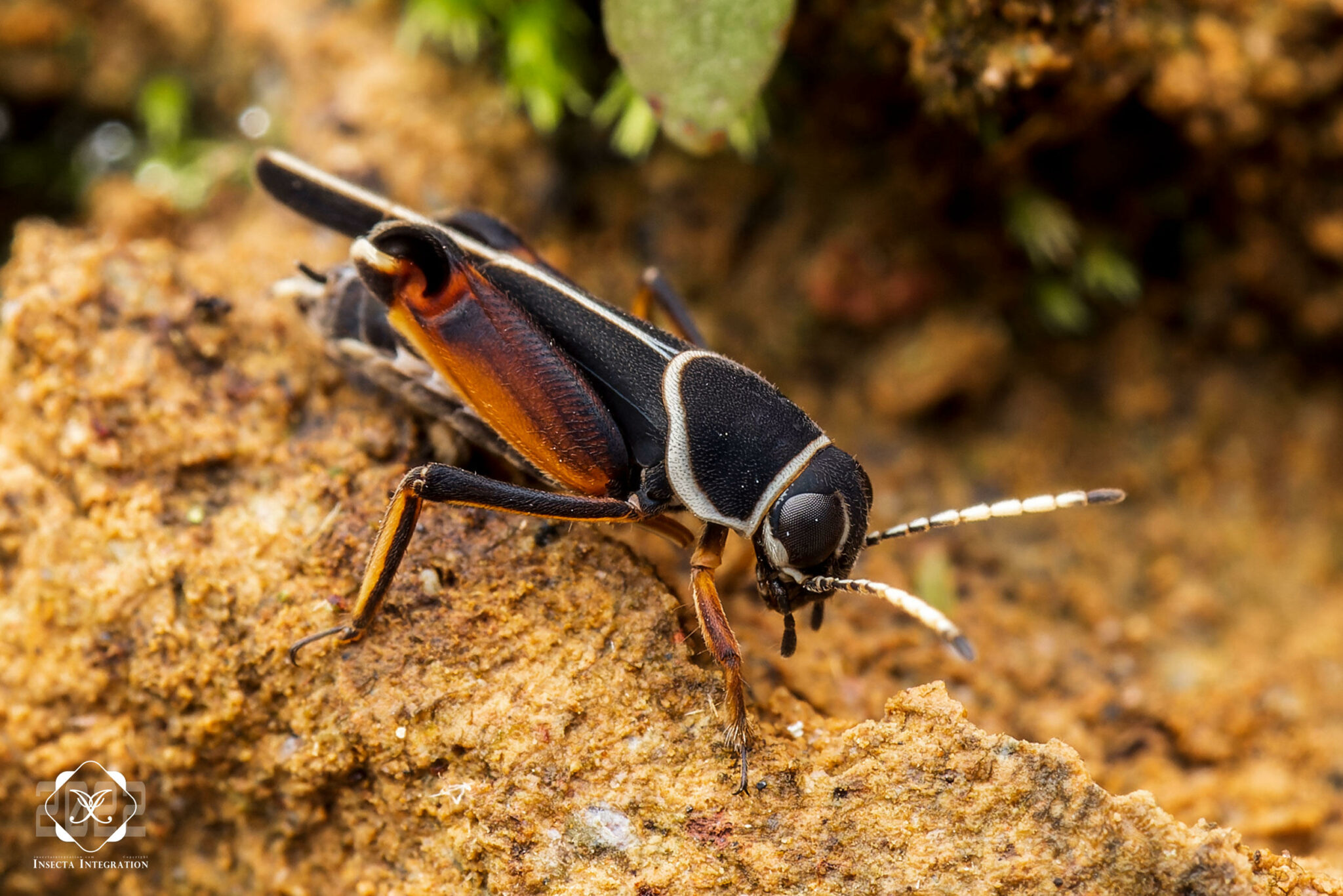 泽蚤蝼属 Ripipteryx – IISDW