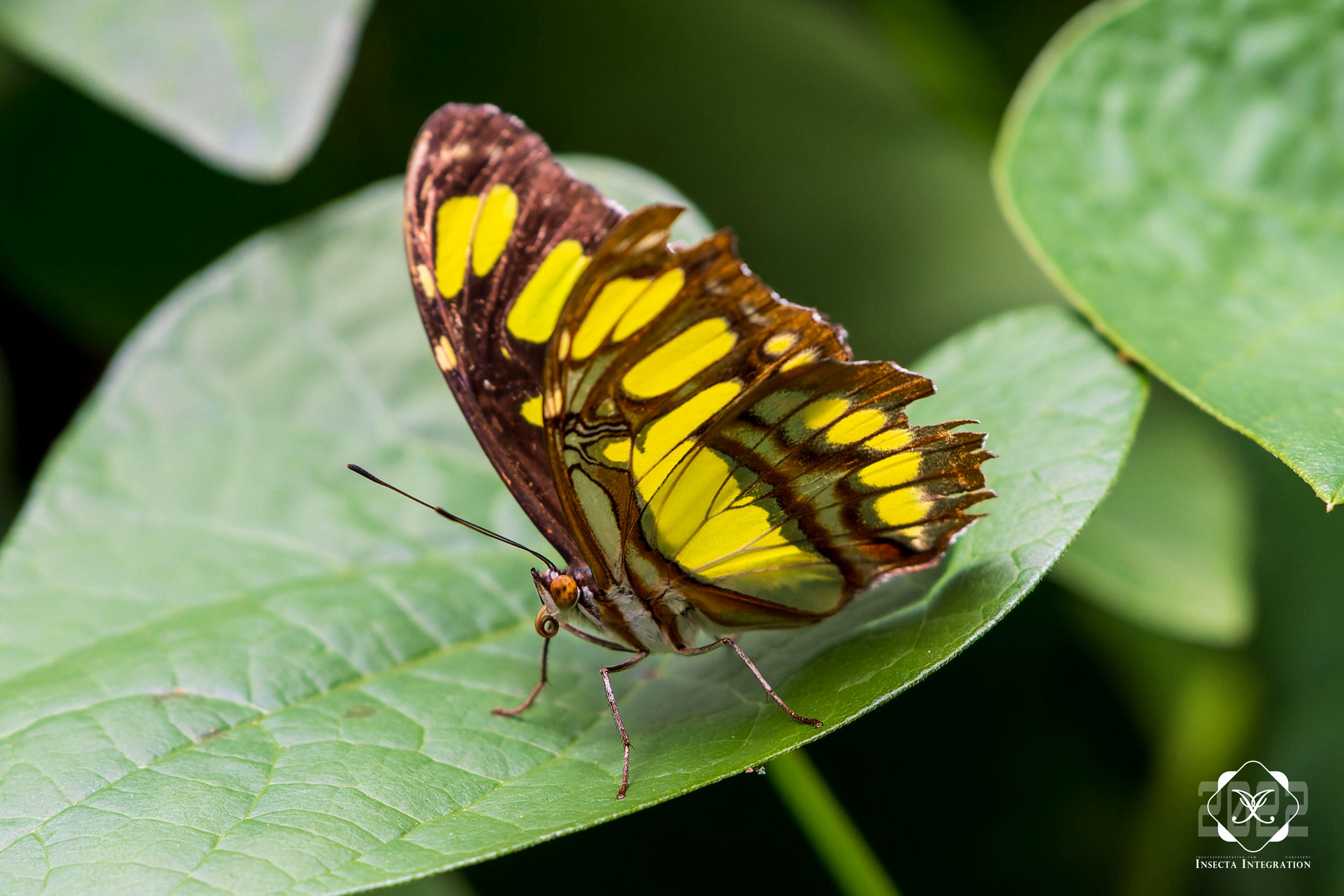 绿帘蛱蝶 Siproeta stelenes – IISDW