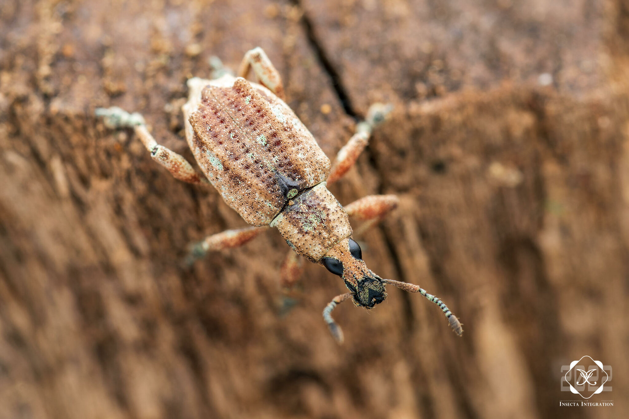 【逆转蒙特韦尔德·三】热带雨林 – IISDW
