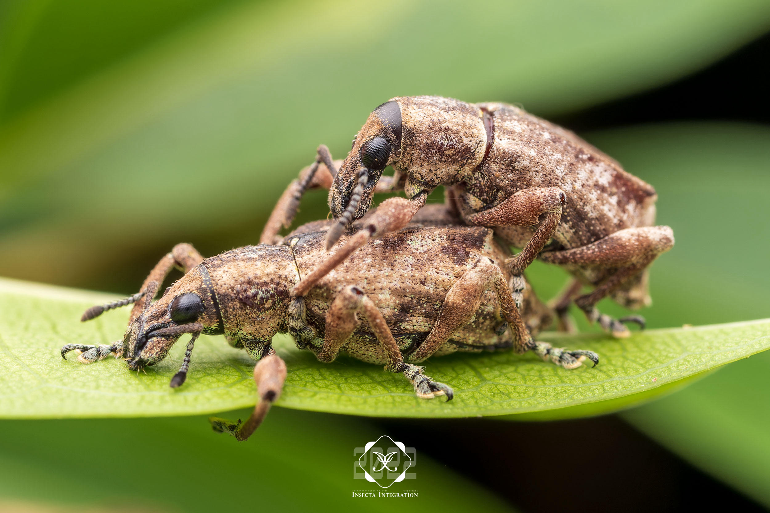 驳象甲属 Claeoteges – IISDW