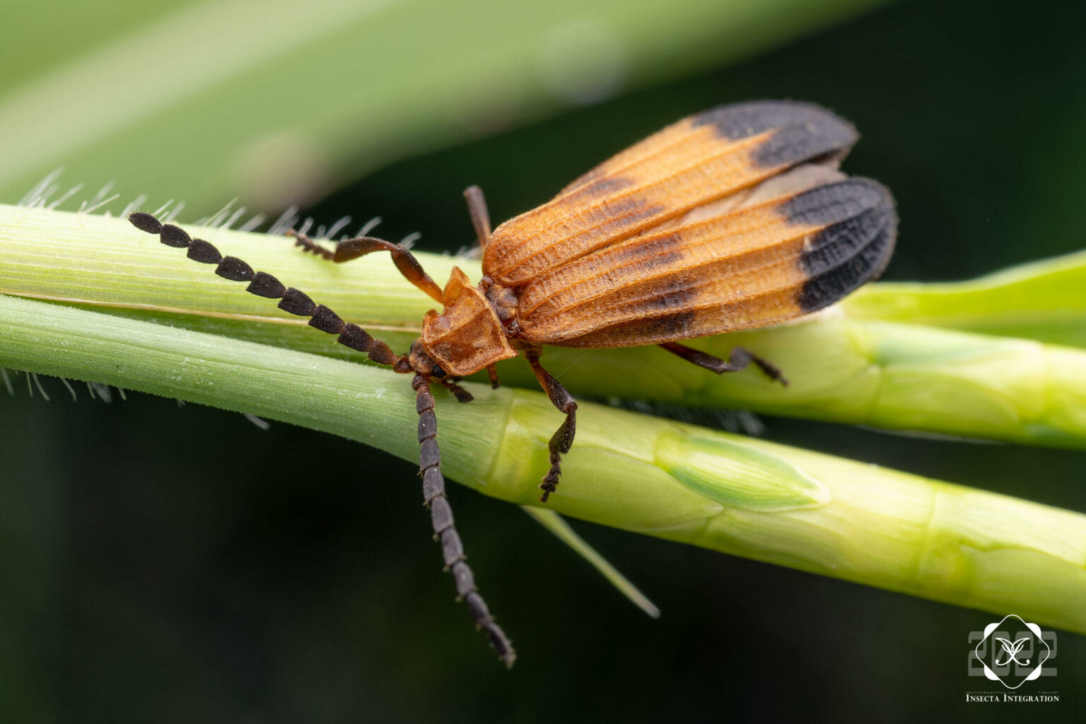 翅红萤属 Calopteron – IISDW