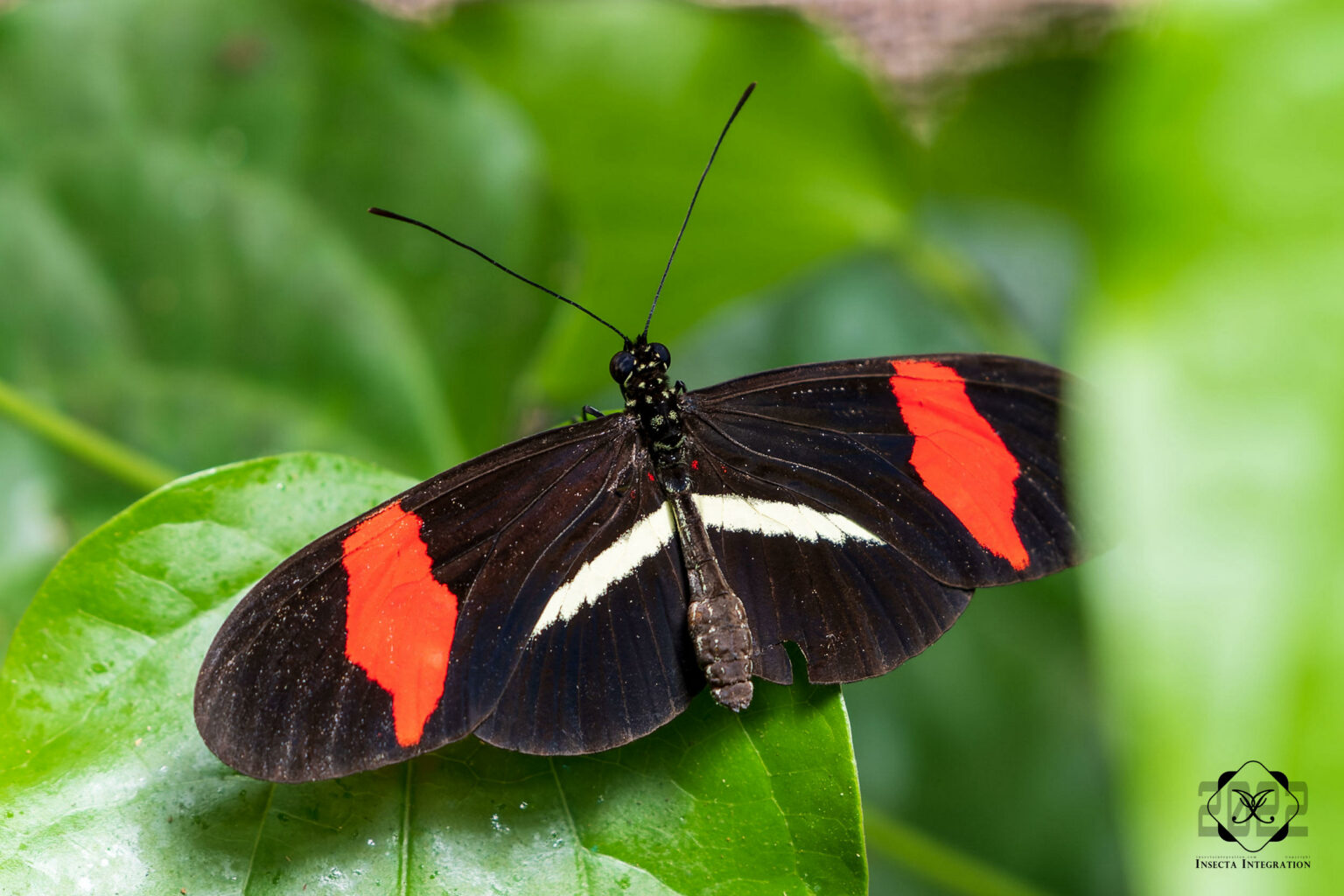 【逆转蒙特韦尔德·五】蝴蝶园 – IISDW