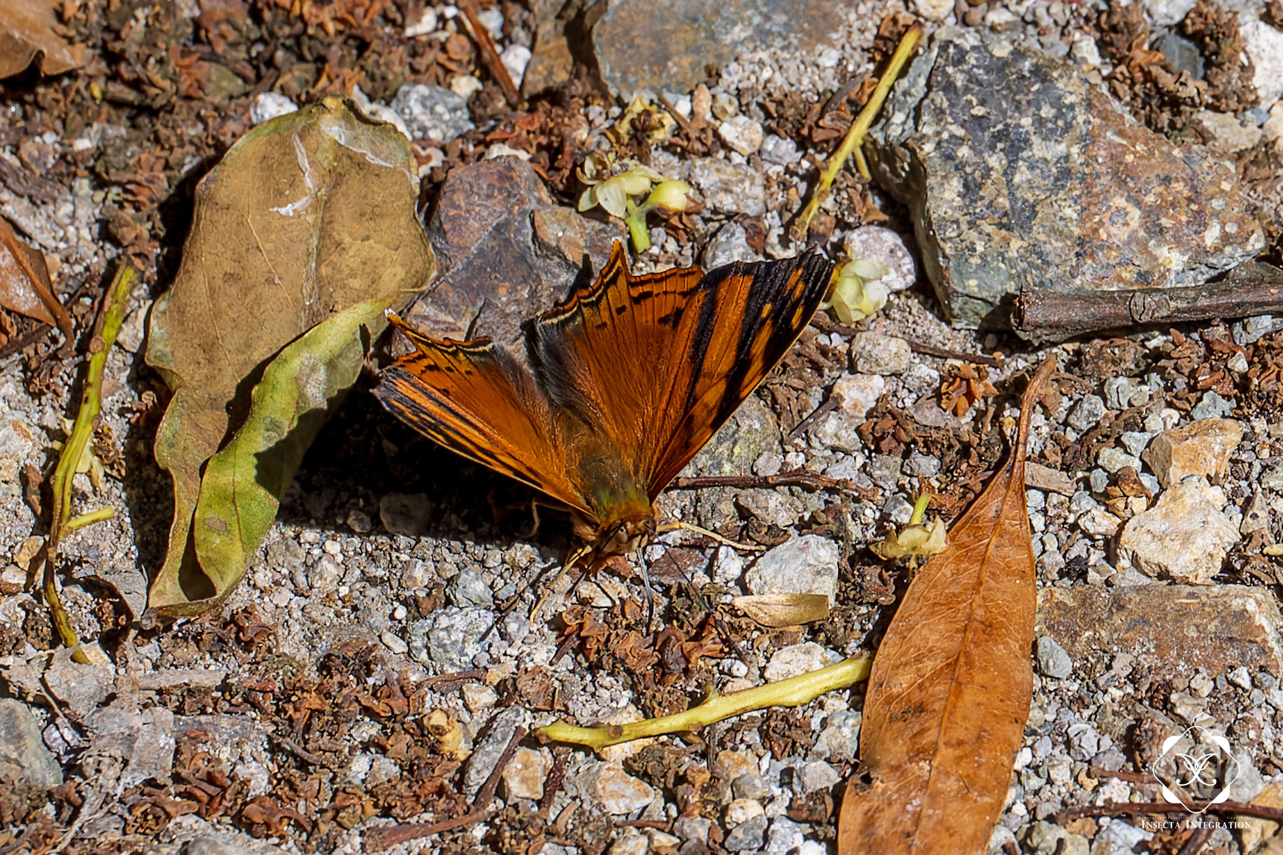 虎蛱蝶 Hypanartia lethe – IISDW