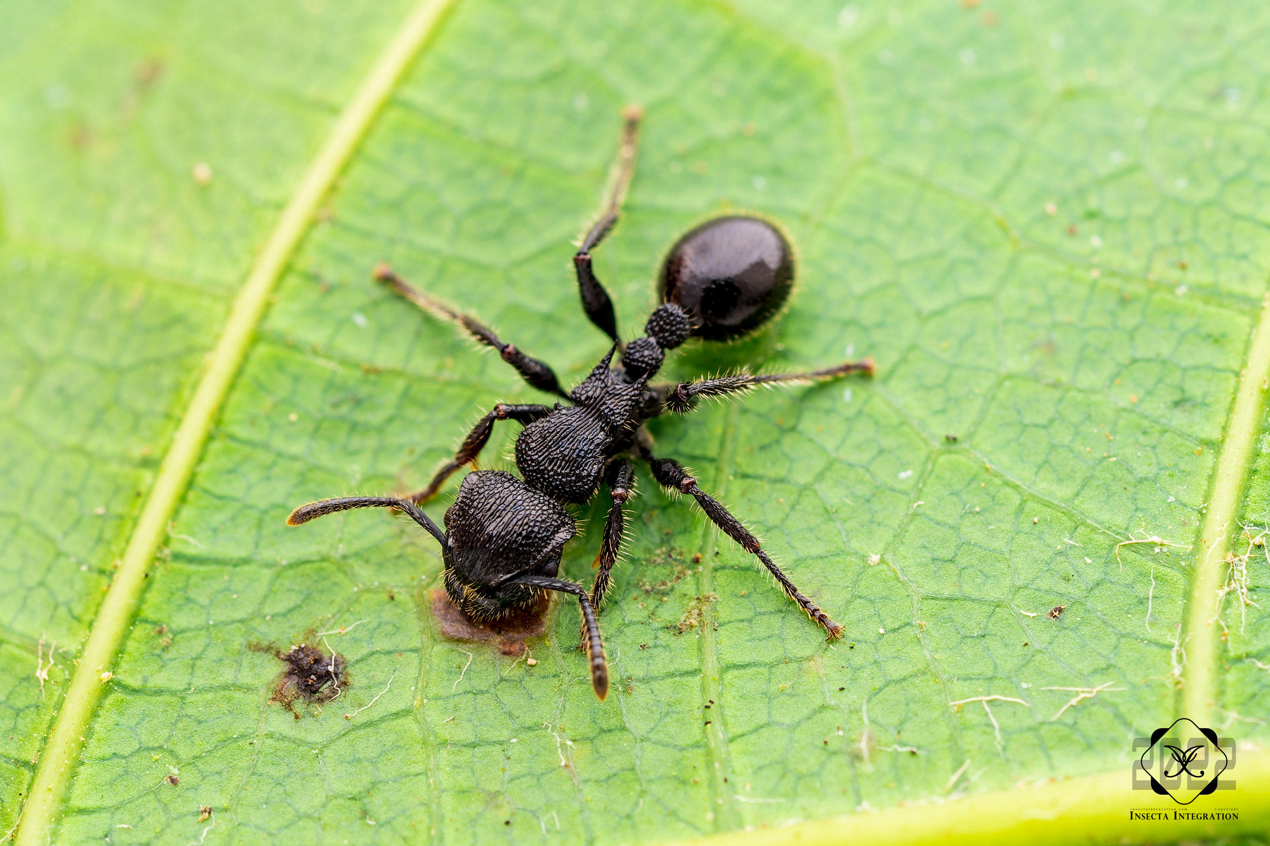 贝氏原龟蚁 Procryptocerus batesi – IISDW