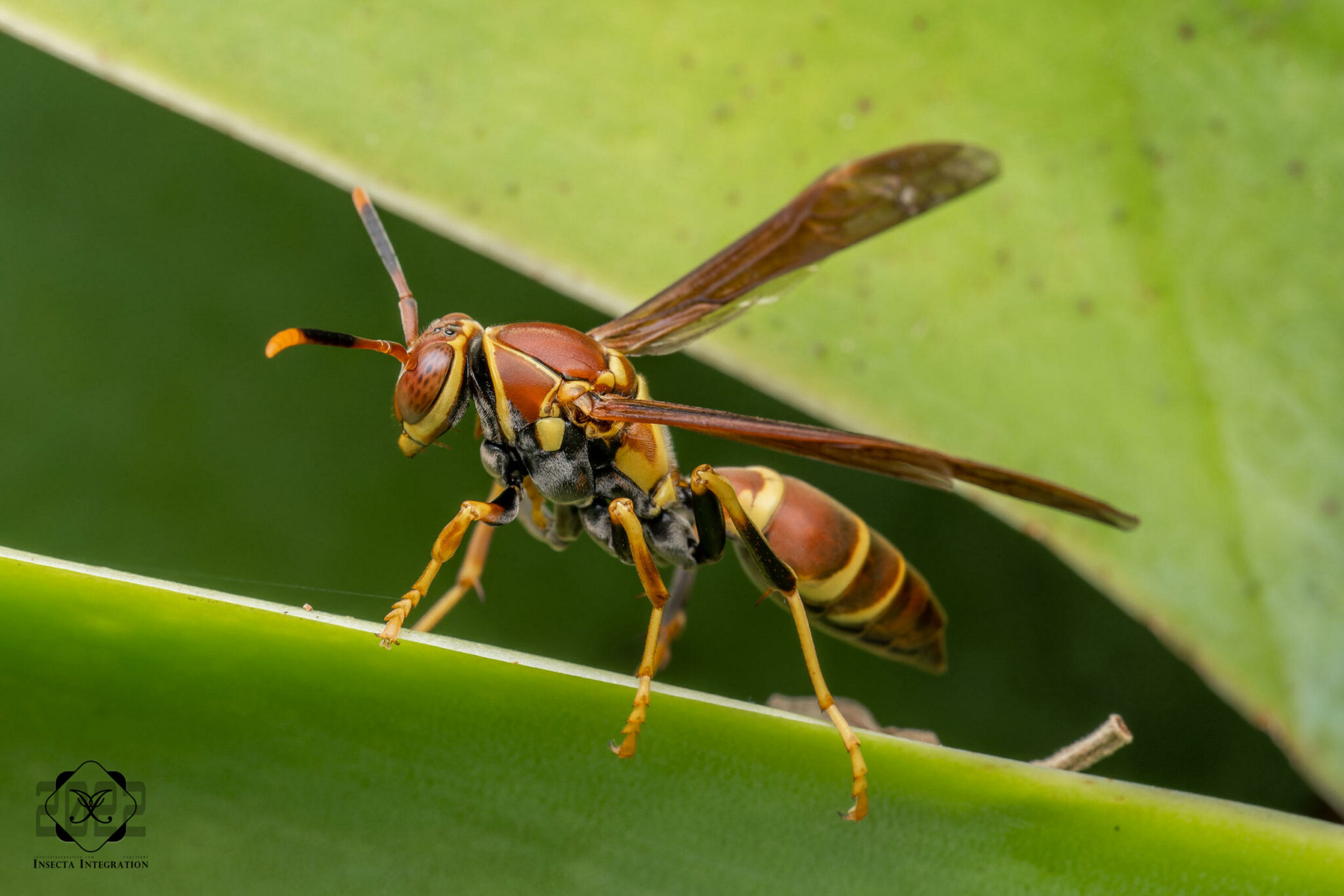 马蜂属 Polistes – IISDW