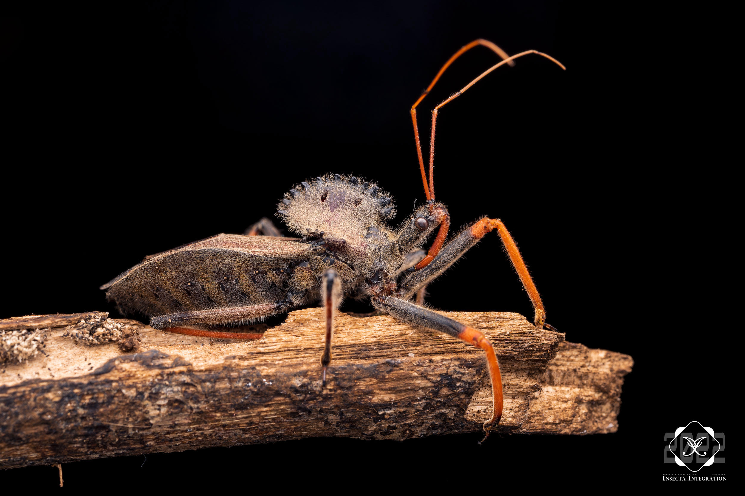 轮背猎蝽 Arilus cristatus – IISDW