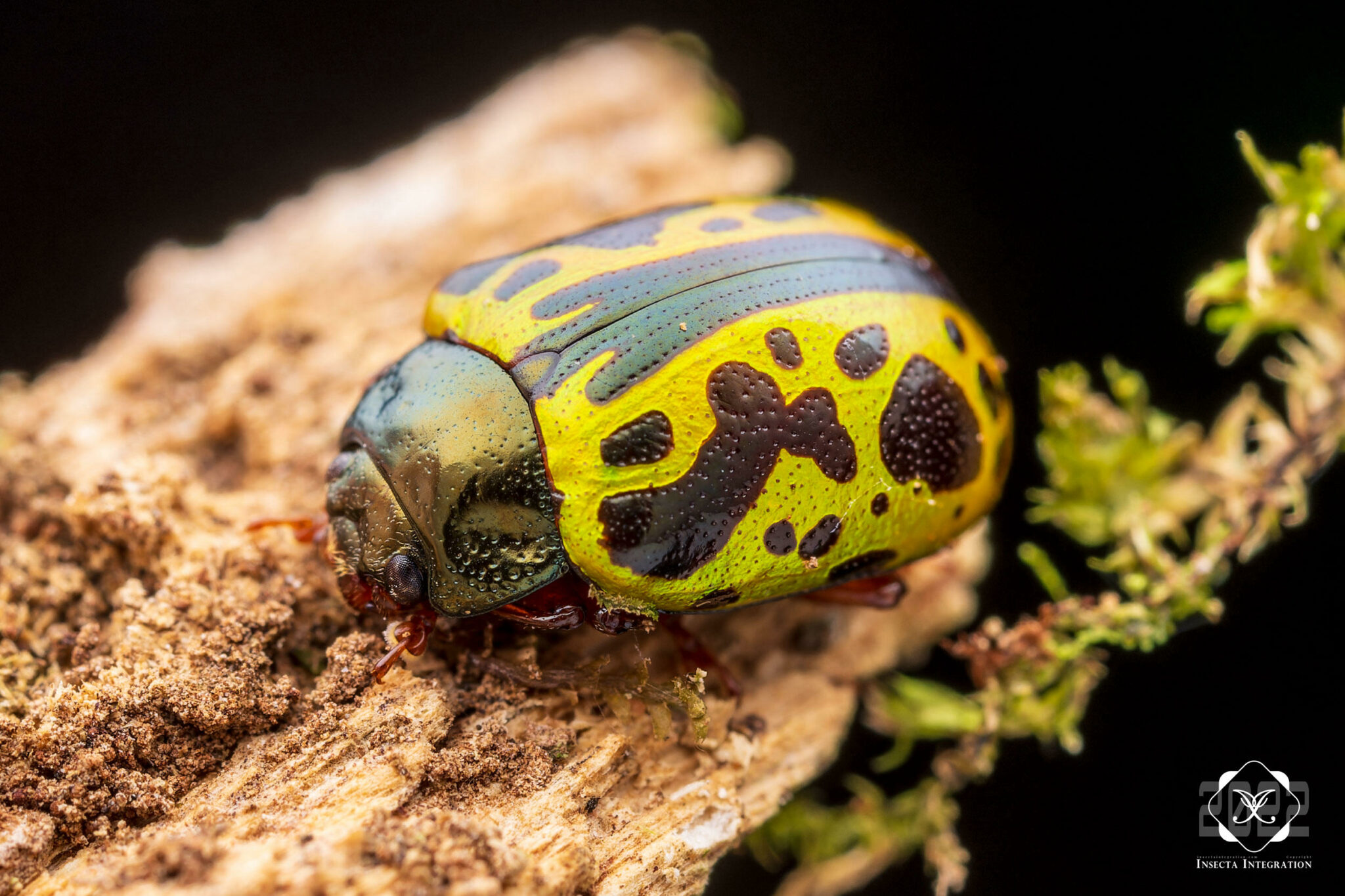 叶甲科 Chrysomelidae – IISDW