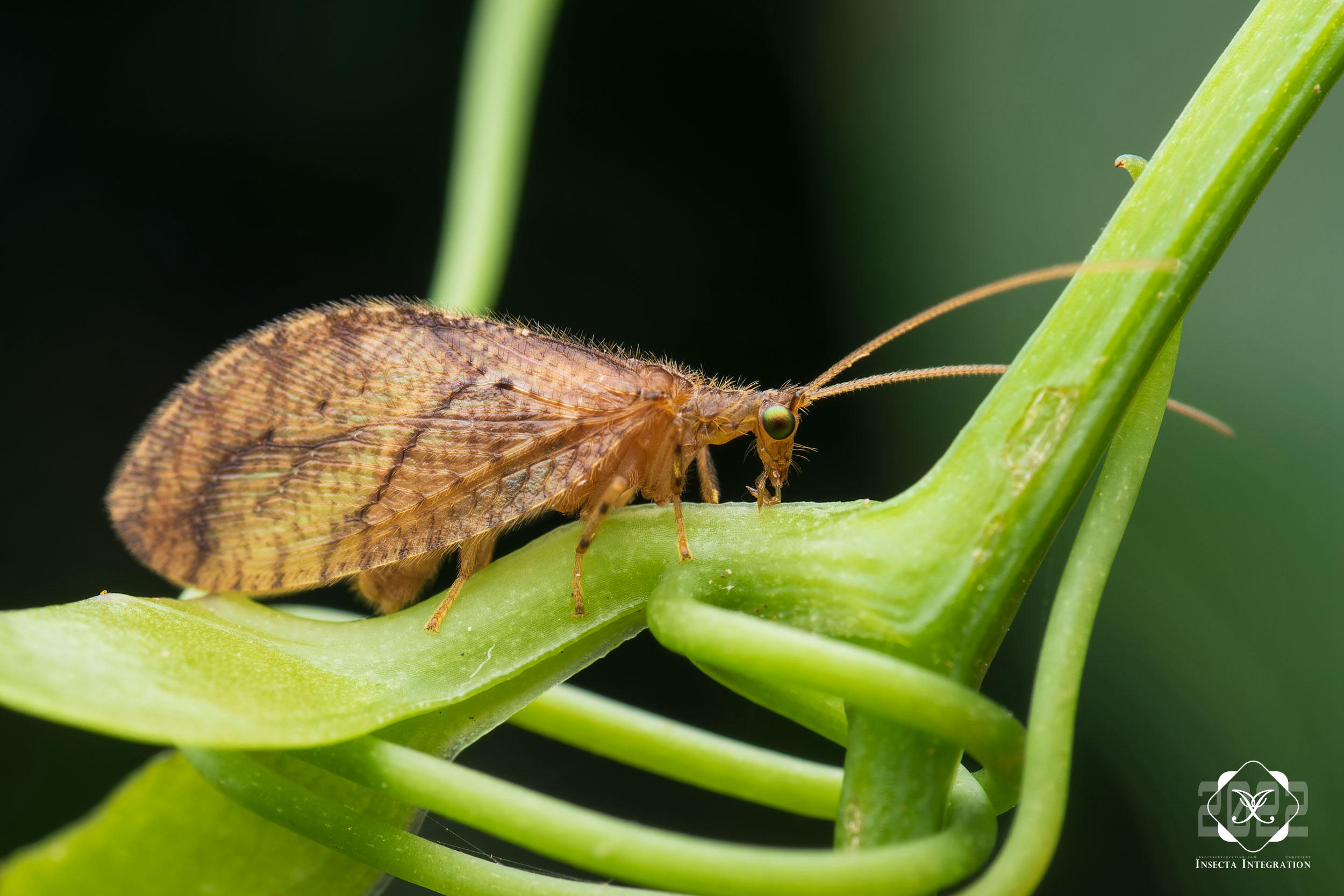 昆虫纲分目指引 IISDW Taxonomy Tree – IISDW