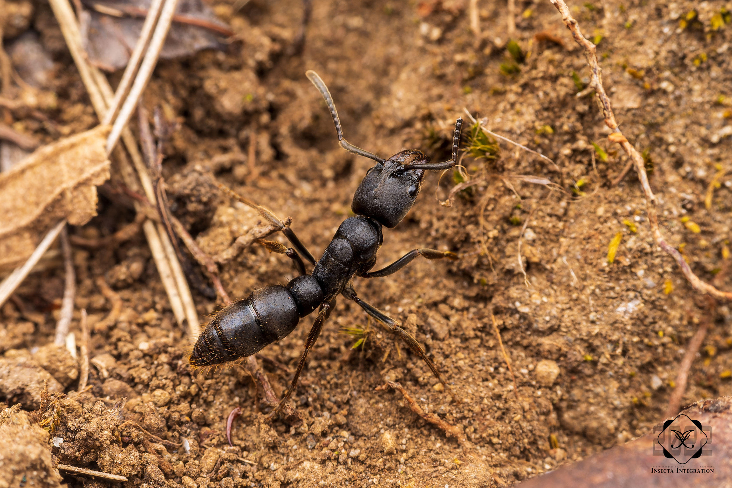 厚结猛蚁属 Pachycondyla – IISDW