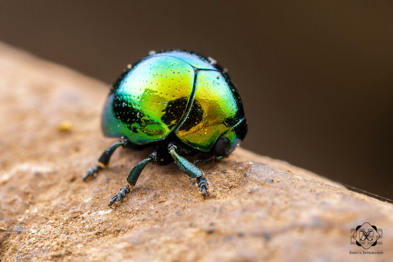 IISDW – Insecta Integration Specimen Database Website