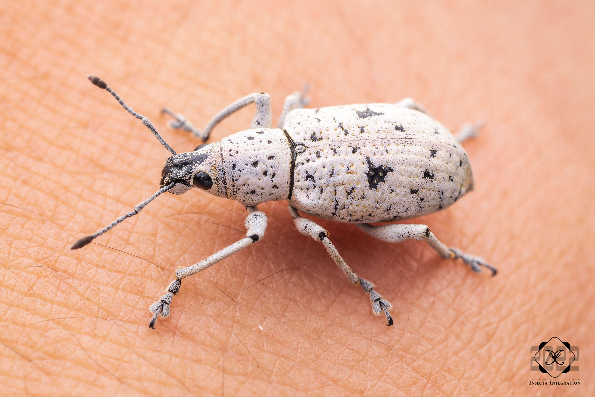 象甲科 Curculionidae – IISDW