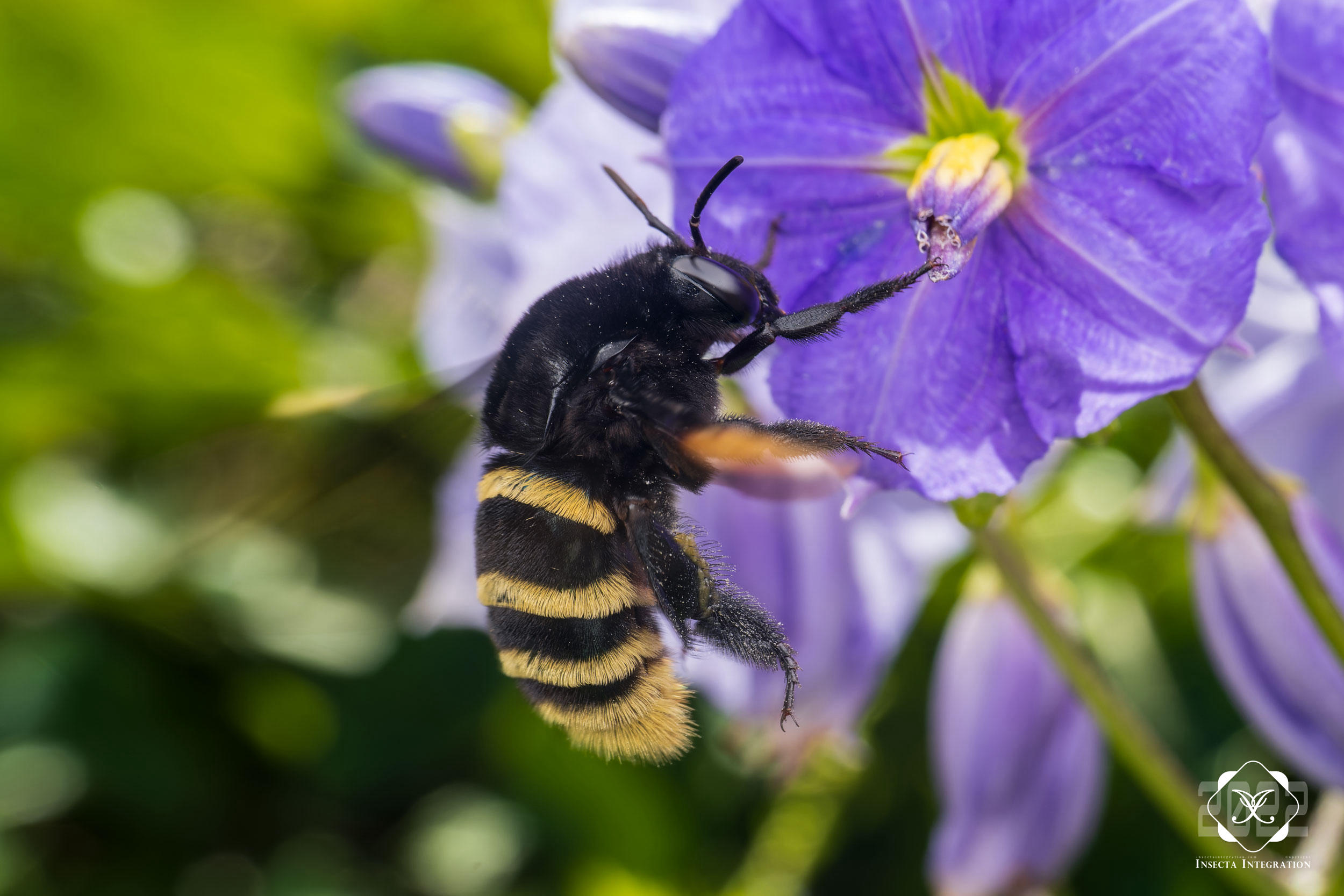 熊兰蜂属 Eulaema – IISDW