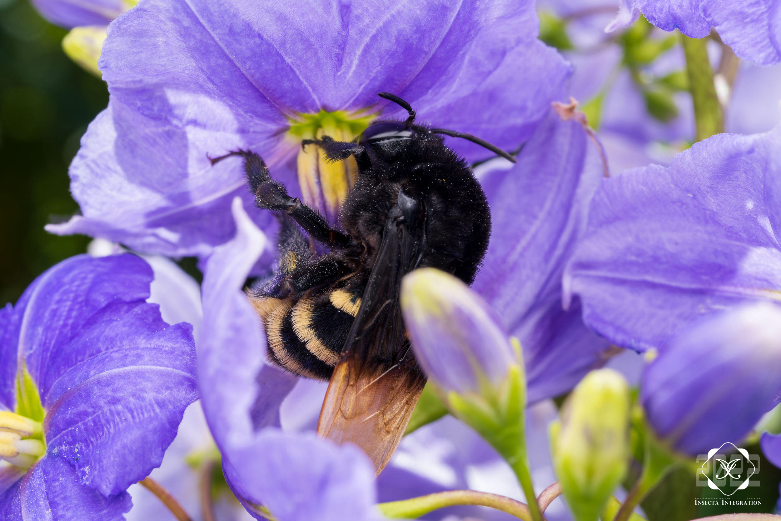 马里亚纳熊兰蜂 Eulaema meriana – IISDW