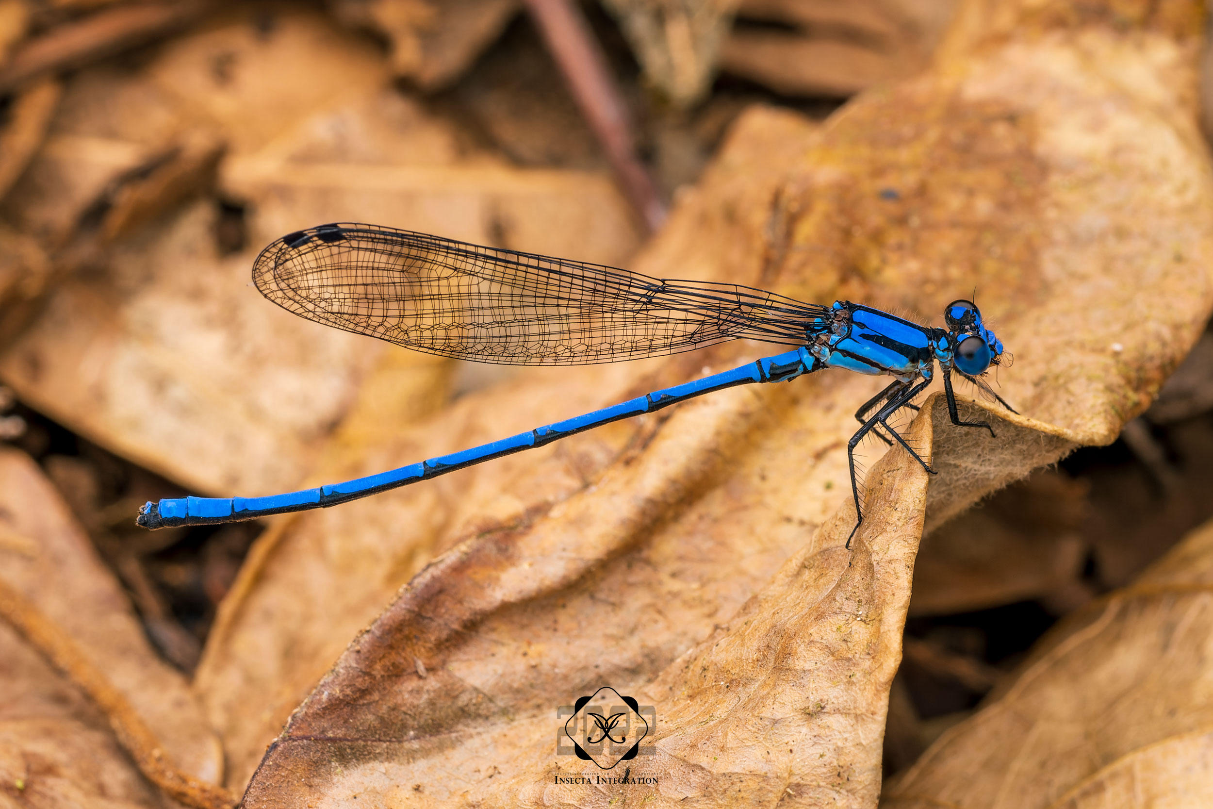 髓舞蟌 Argia medullaris – IISDW