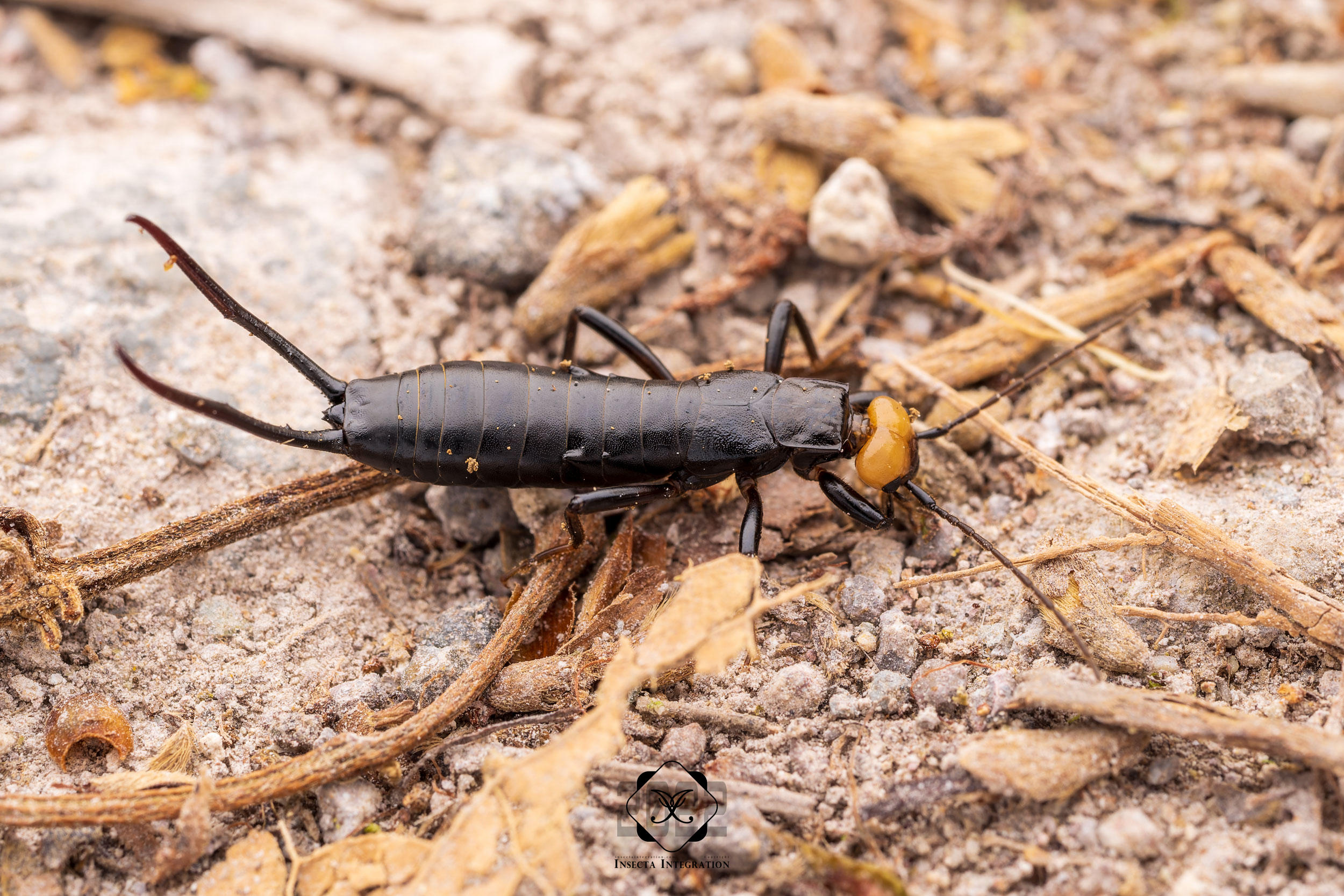 黄头尺节球螋 Metresura flaviceps – IISDW