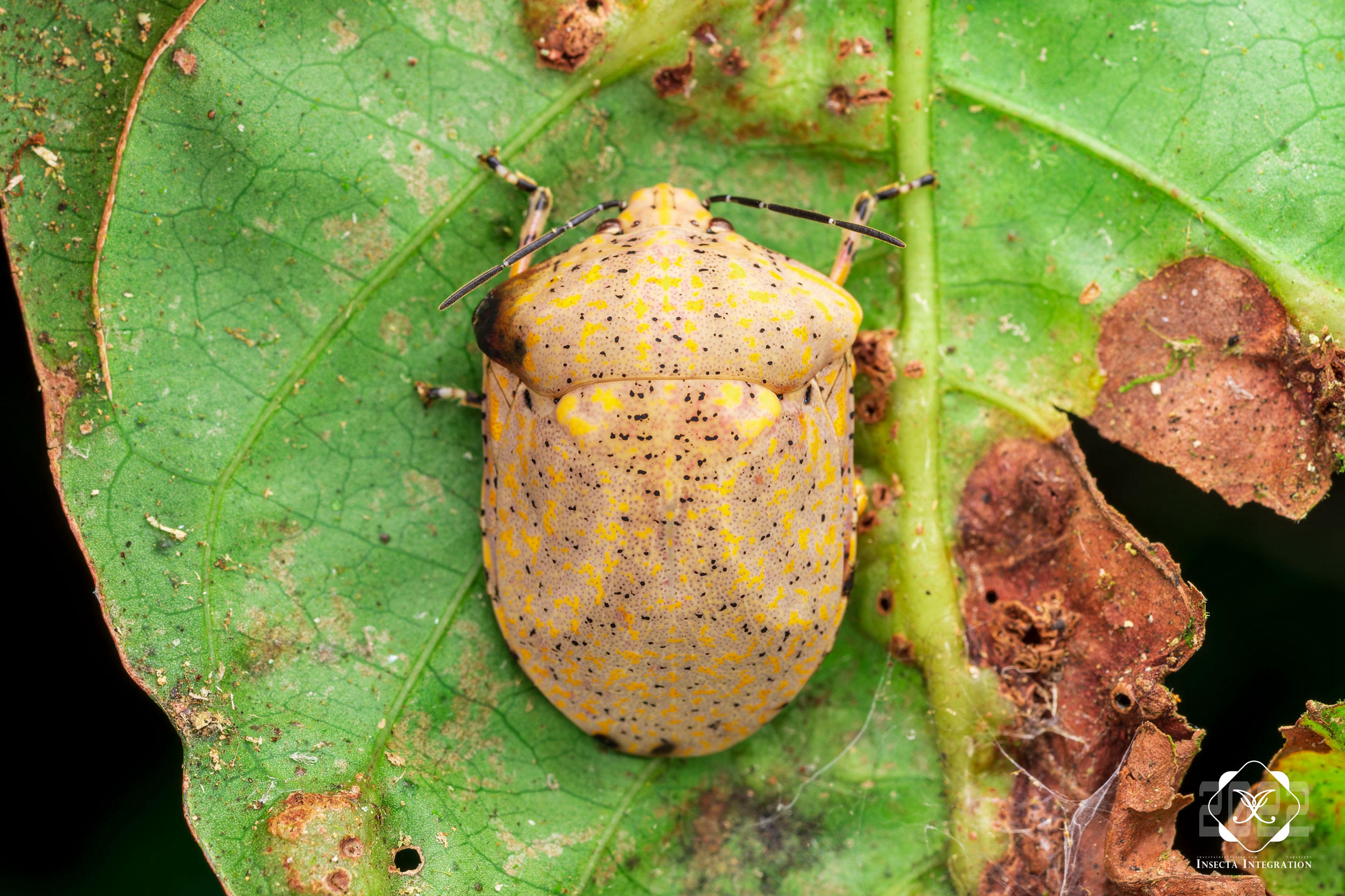 黄斑特盾蝽 Tetyra pinguis – IISDW