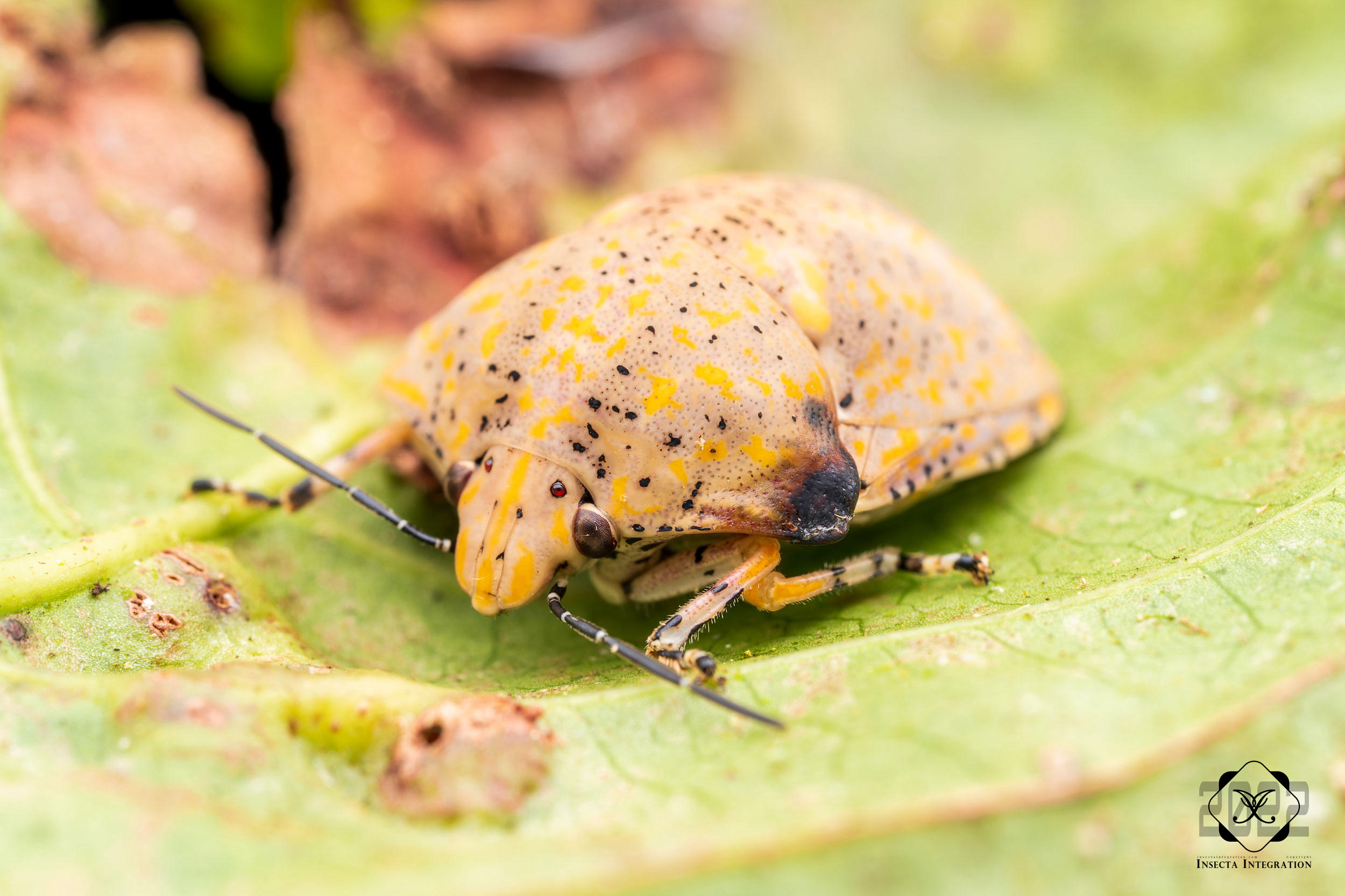 黄斑特盾蝽 Tetyra pinguis – IISDW