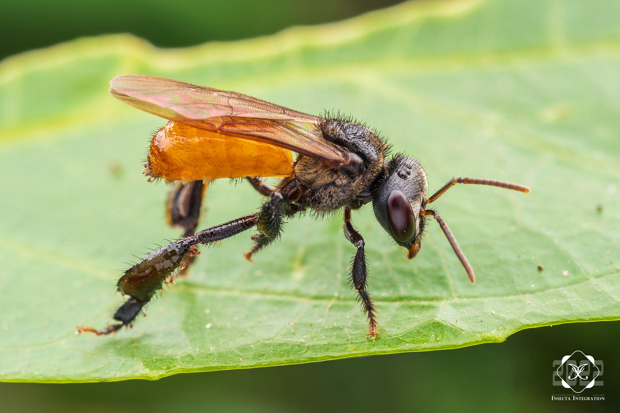 黄腹无刺蜂 Trigona fulviventris – IISDW