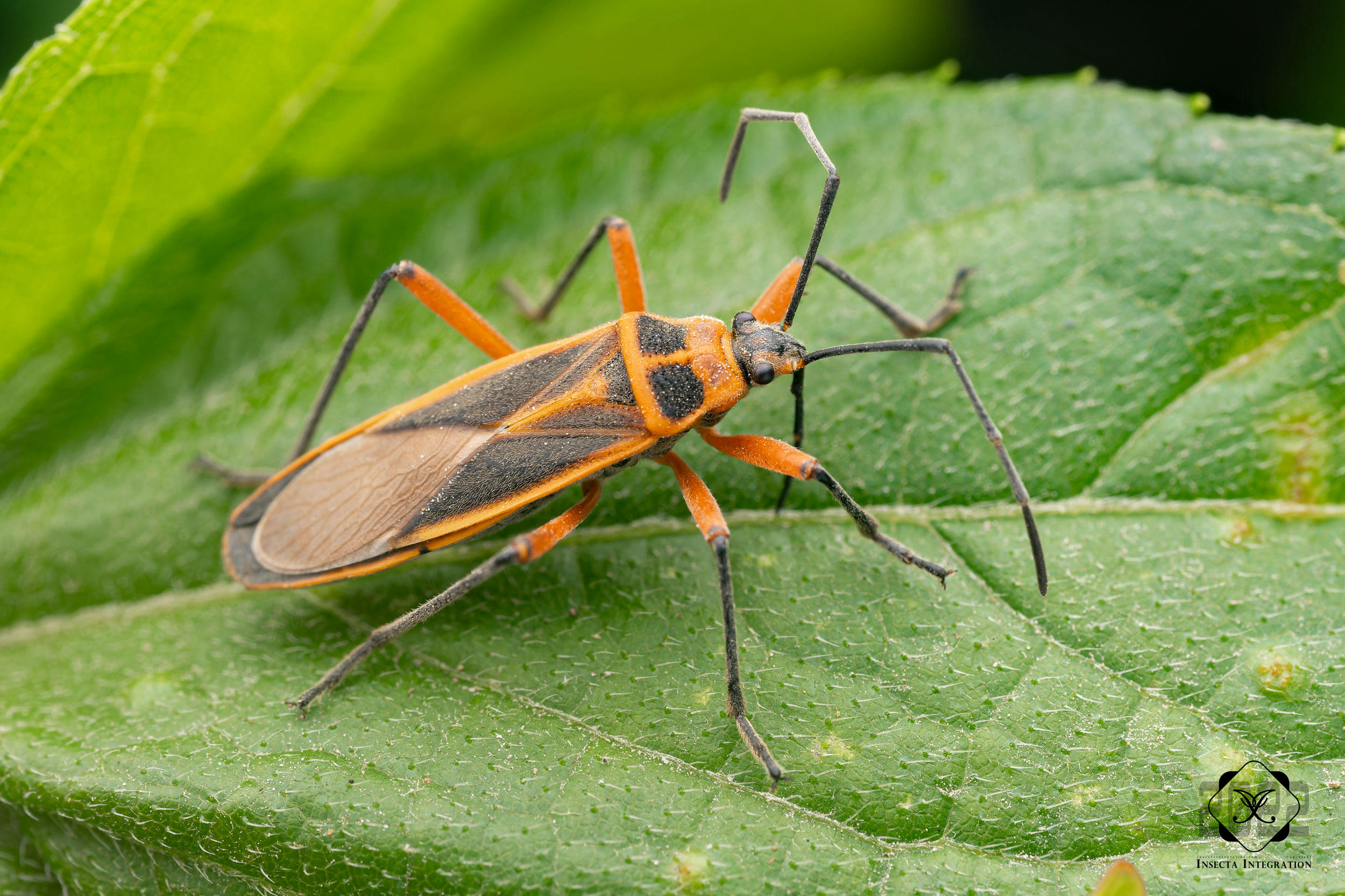 黄边瘦红蝽 Stenomacra marginella – IISDW