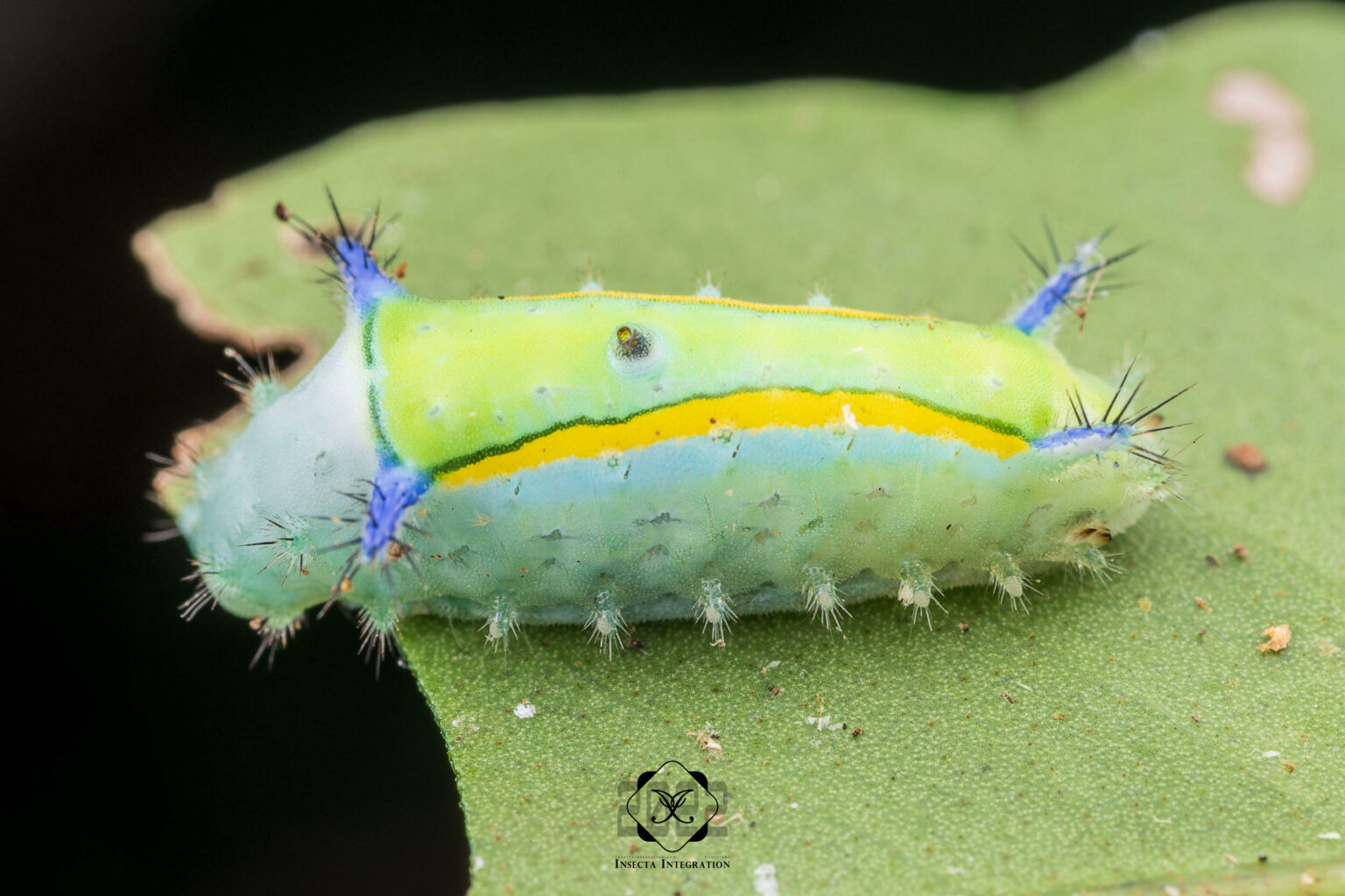 【逆转蒙特韦尔德·四】加分大赛 – IISDW