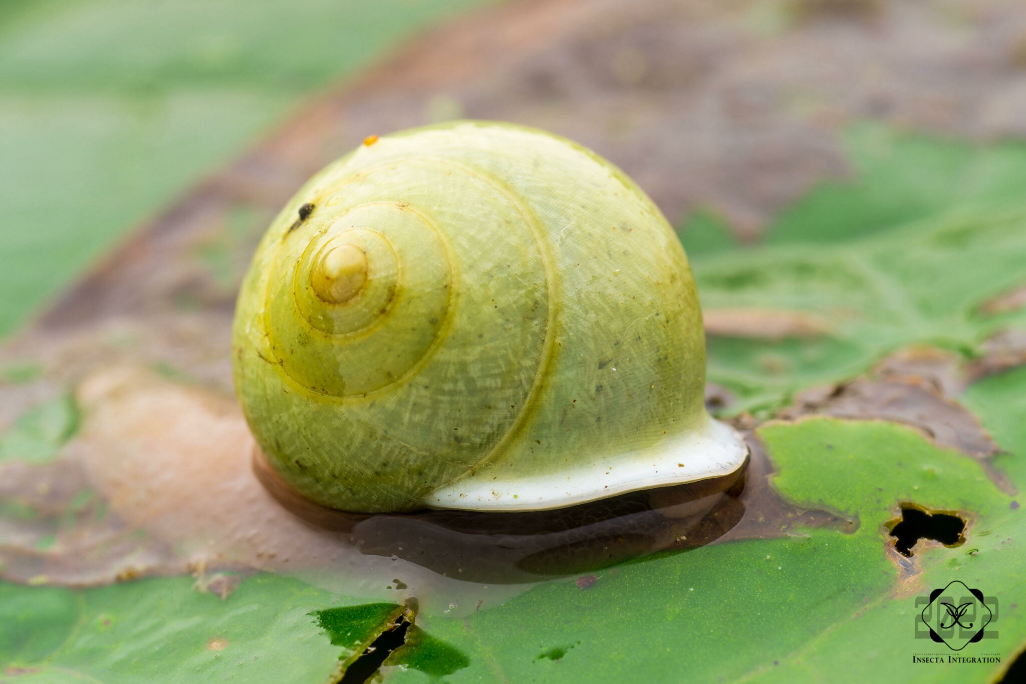 【逆转蒙特韦尔德·六】雨雾，泥浆，洪流 – IISDW
