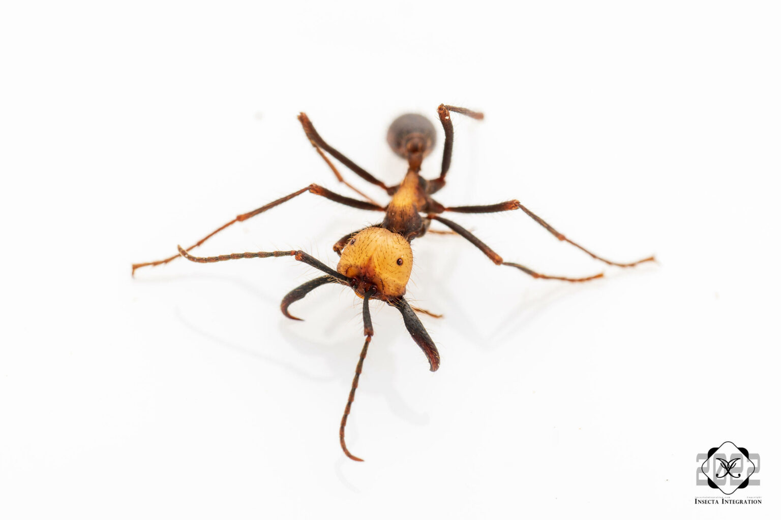 【逆转蒙特韦尔德·六】雨雾，泥浆，洪流 – IISDW