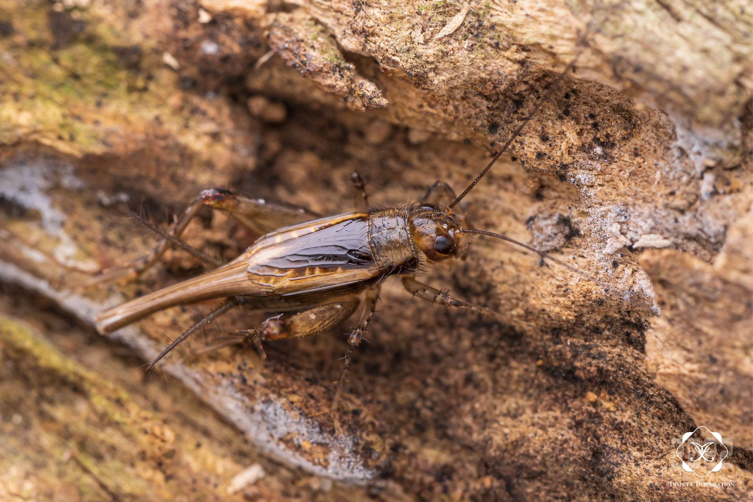 亮褐异针蟋 Pteronemobius nitidus – IISDW