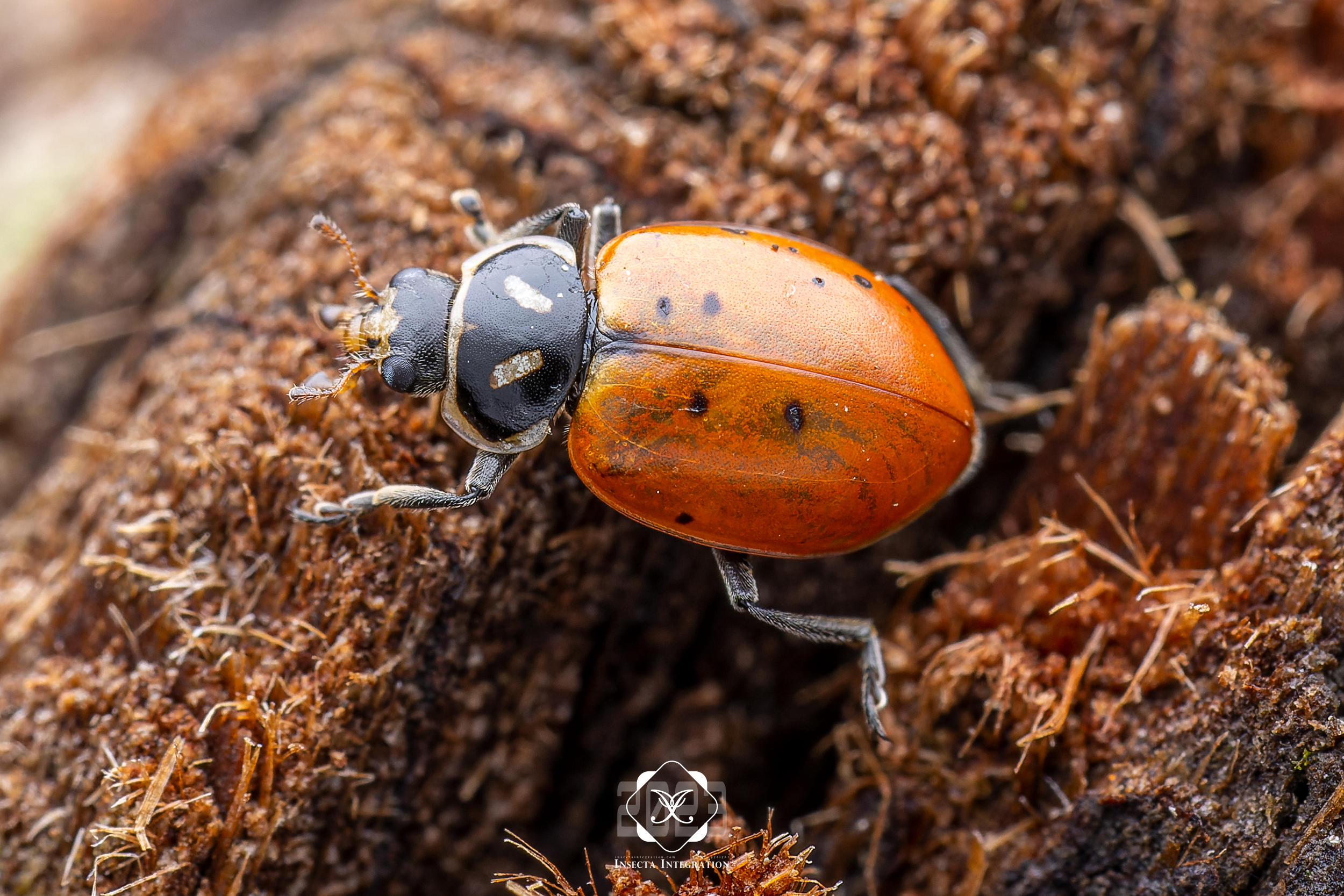 会纹长足瓢虫 Hippodamia convergens – IISDW