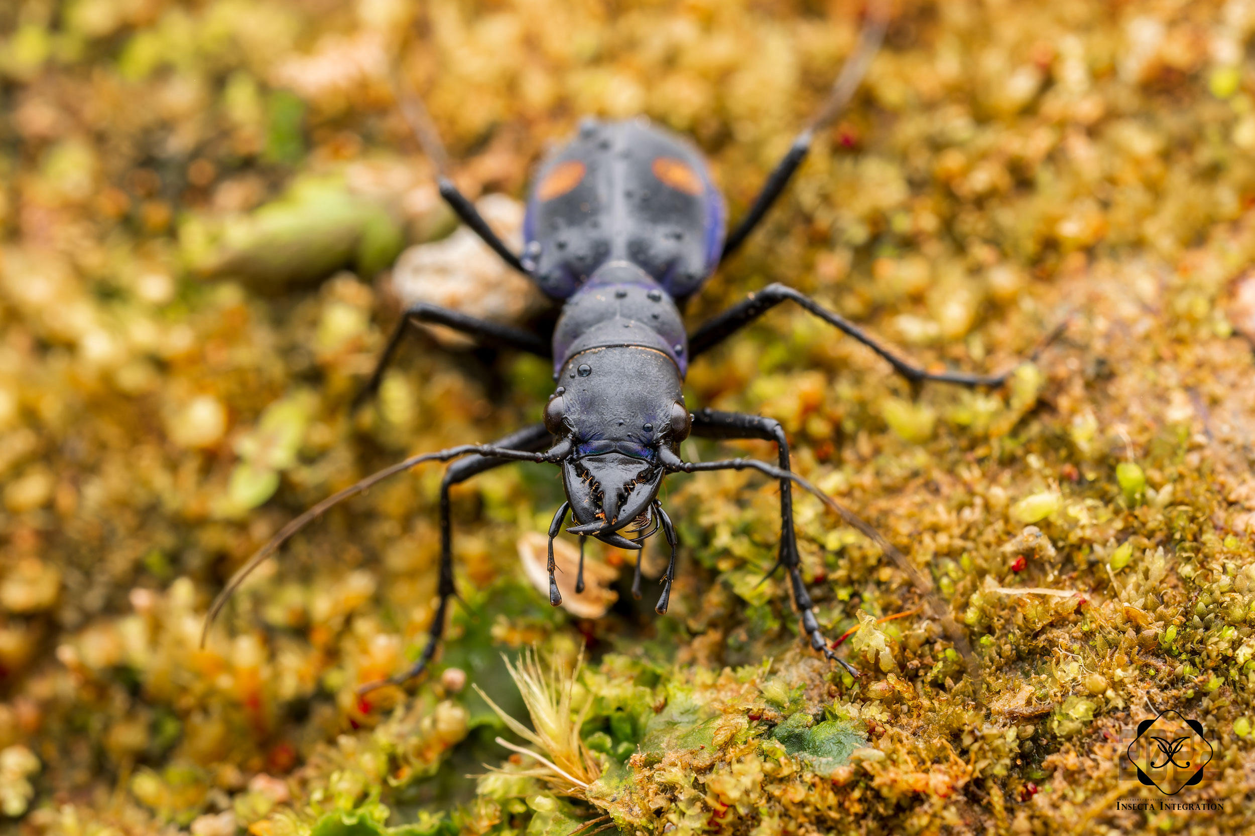 伪尖齿虎甲 Pseudoxycheila tarsalis – IISDW
