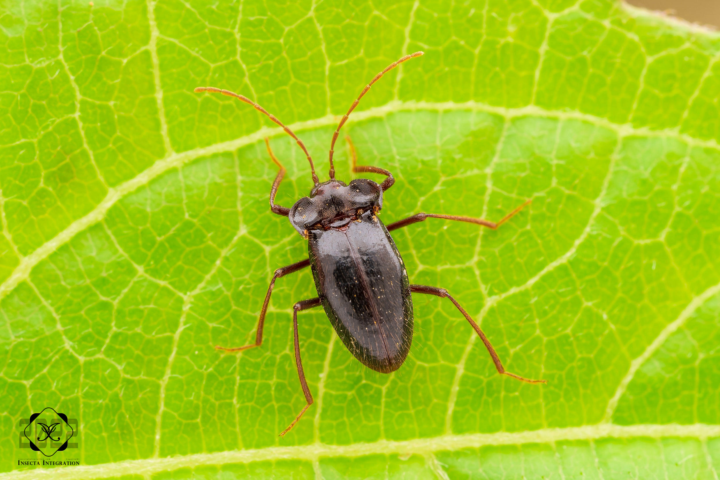 毛泥甲属 Ptilodactyla – IISDW