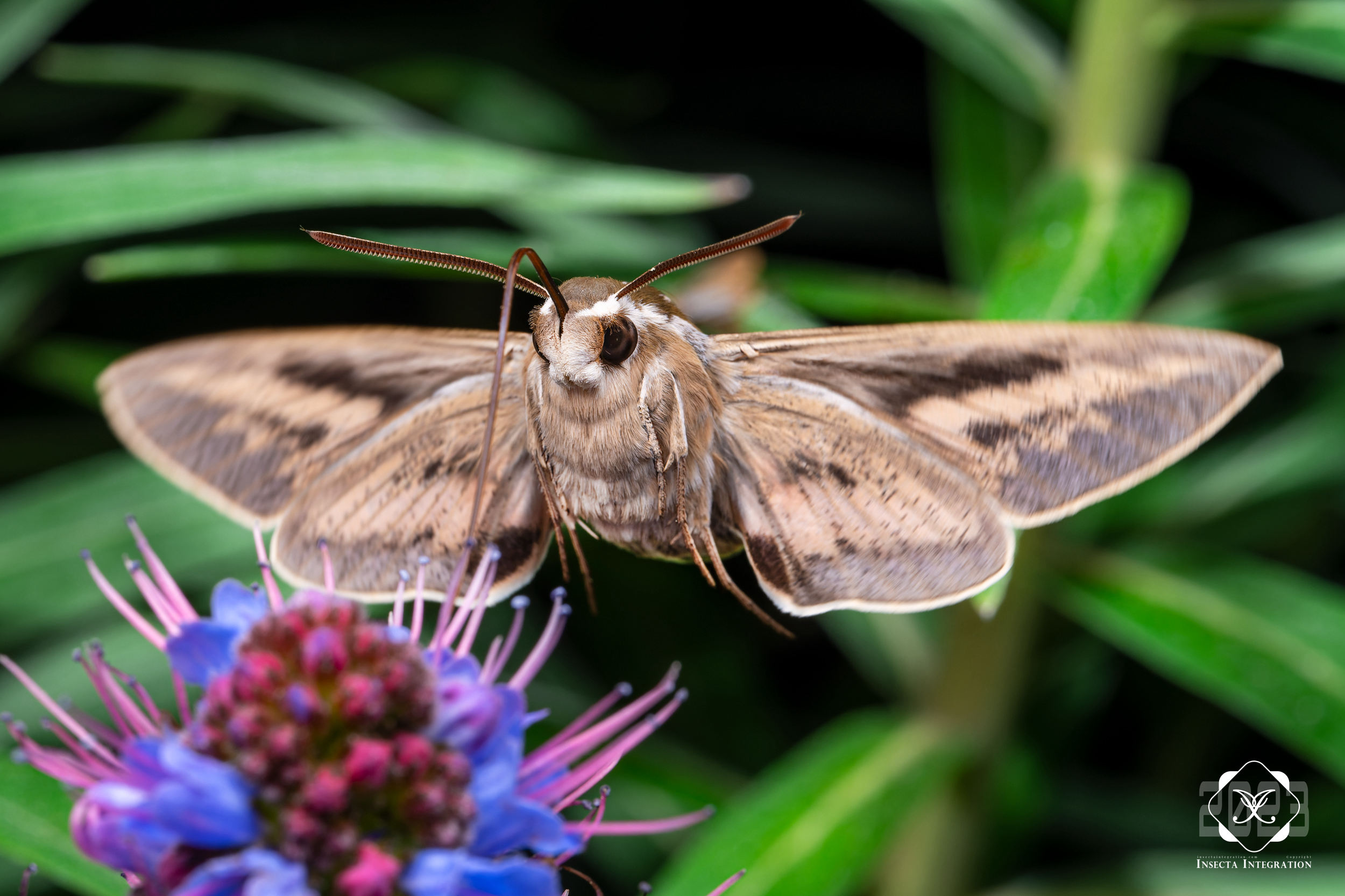 条斑白眉天蛾 Hyles lineata – IISDW