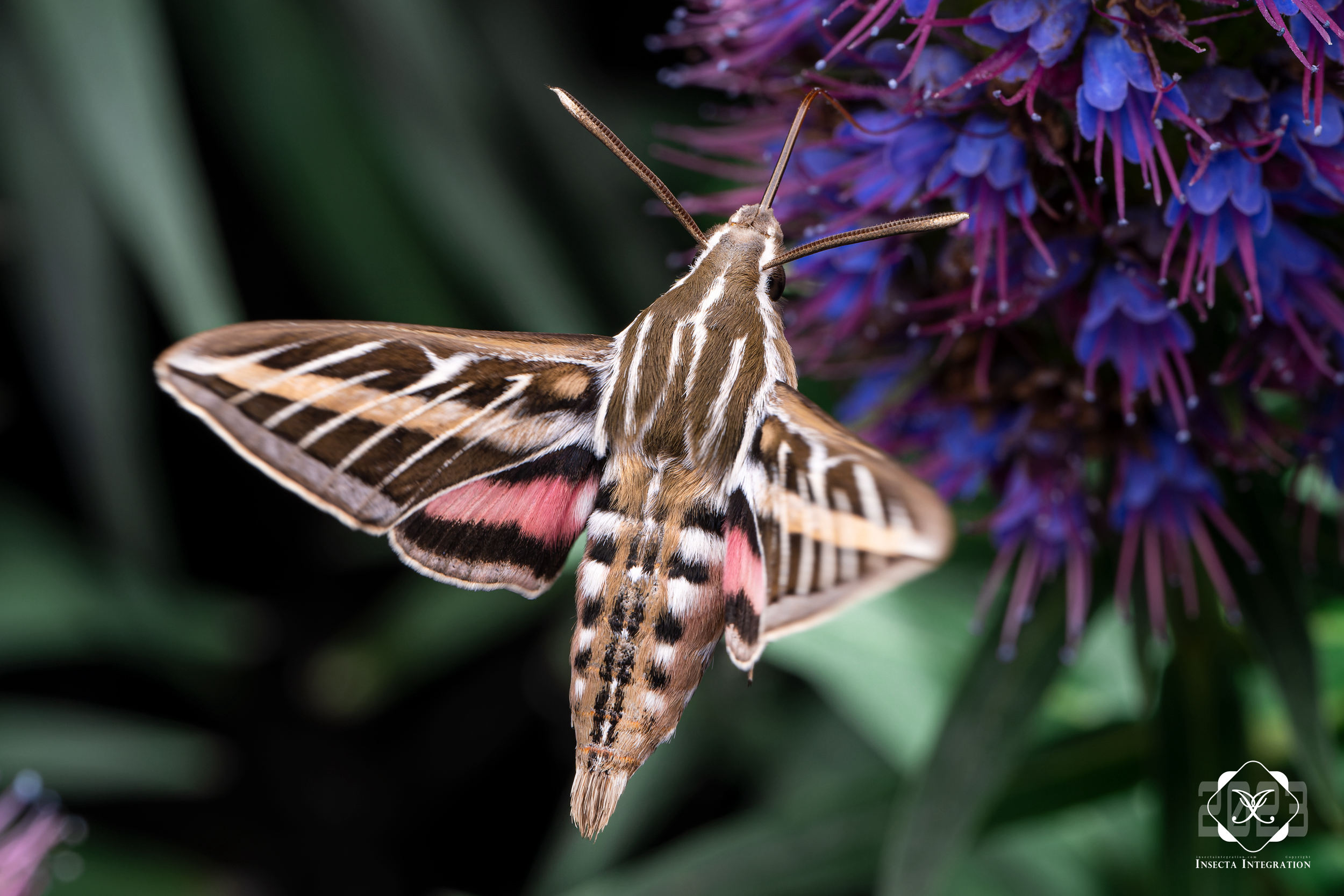 条斑白眉天蛾 Hyles lineata – IISDW